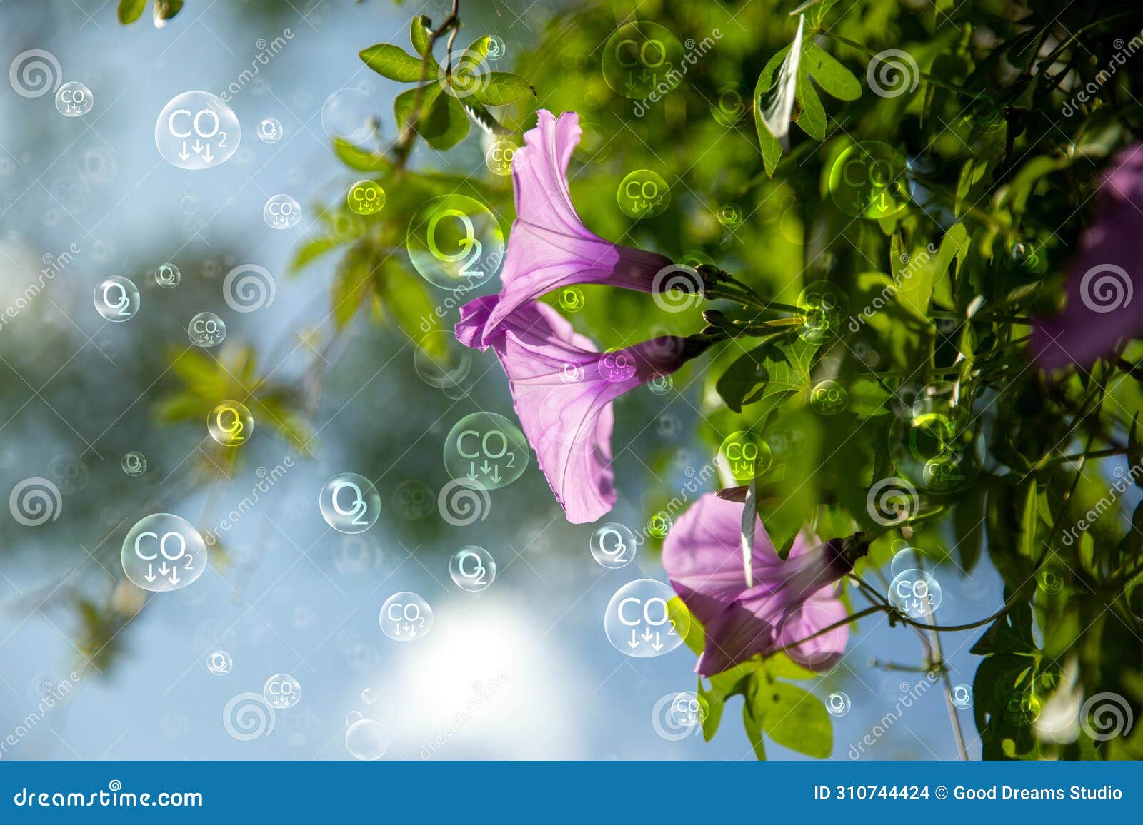 Oxygen Bubbles and Carbon Dioxide Drifting in the Bushes Symbol Caring ...