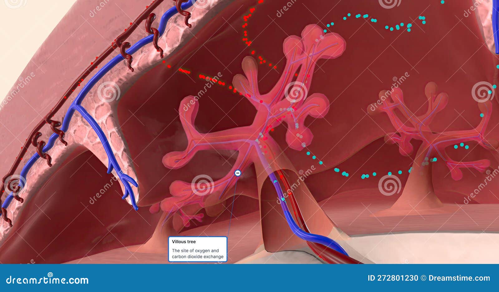 Oxygen and Carbon Dioxide Exchange Stock Illustration - Illustration of ...
