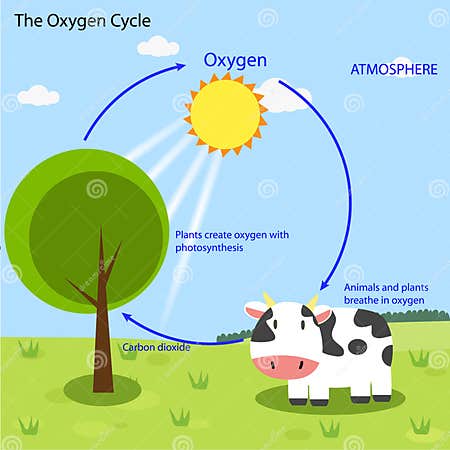 The Oxygen cycle stock vector. Illustration of biology - 60944103