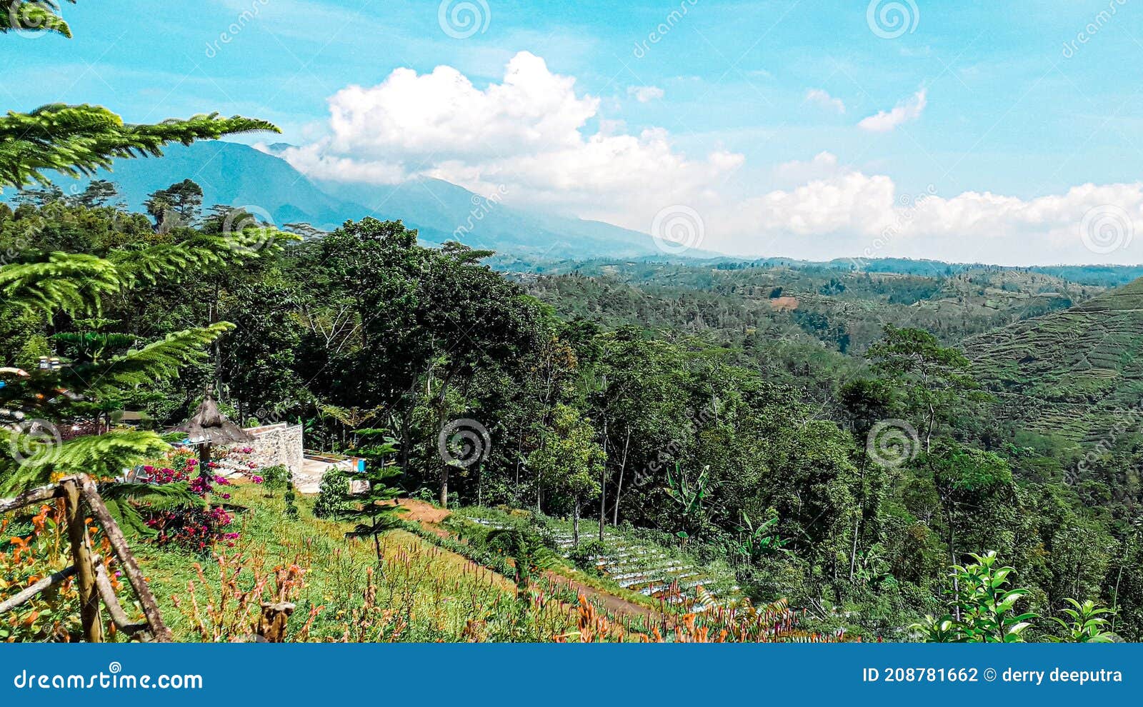 The oxygen forest stock photo. Image of meadow, field - 208781662