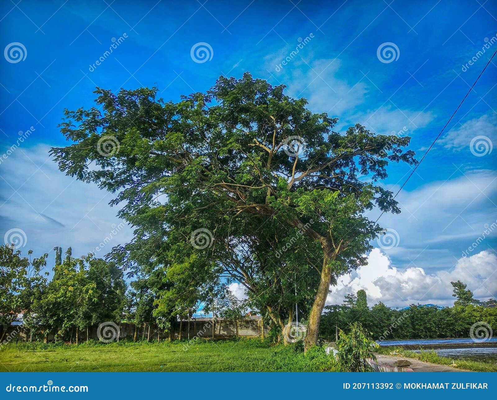 Oxygen-giving Tree for Living Things. Stock Photo - Image of grass ...