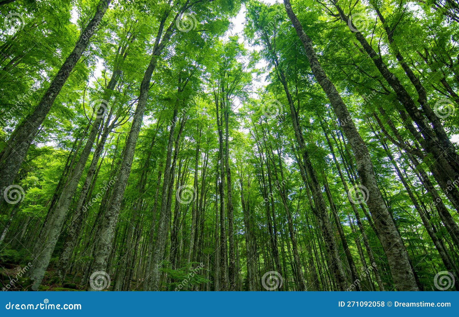 Oxygen in the Green Spring Forest Stock Photo - Image of light ...