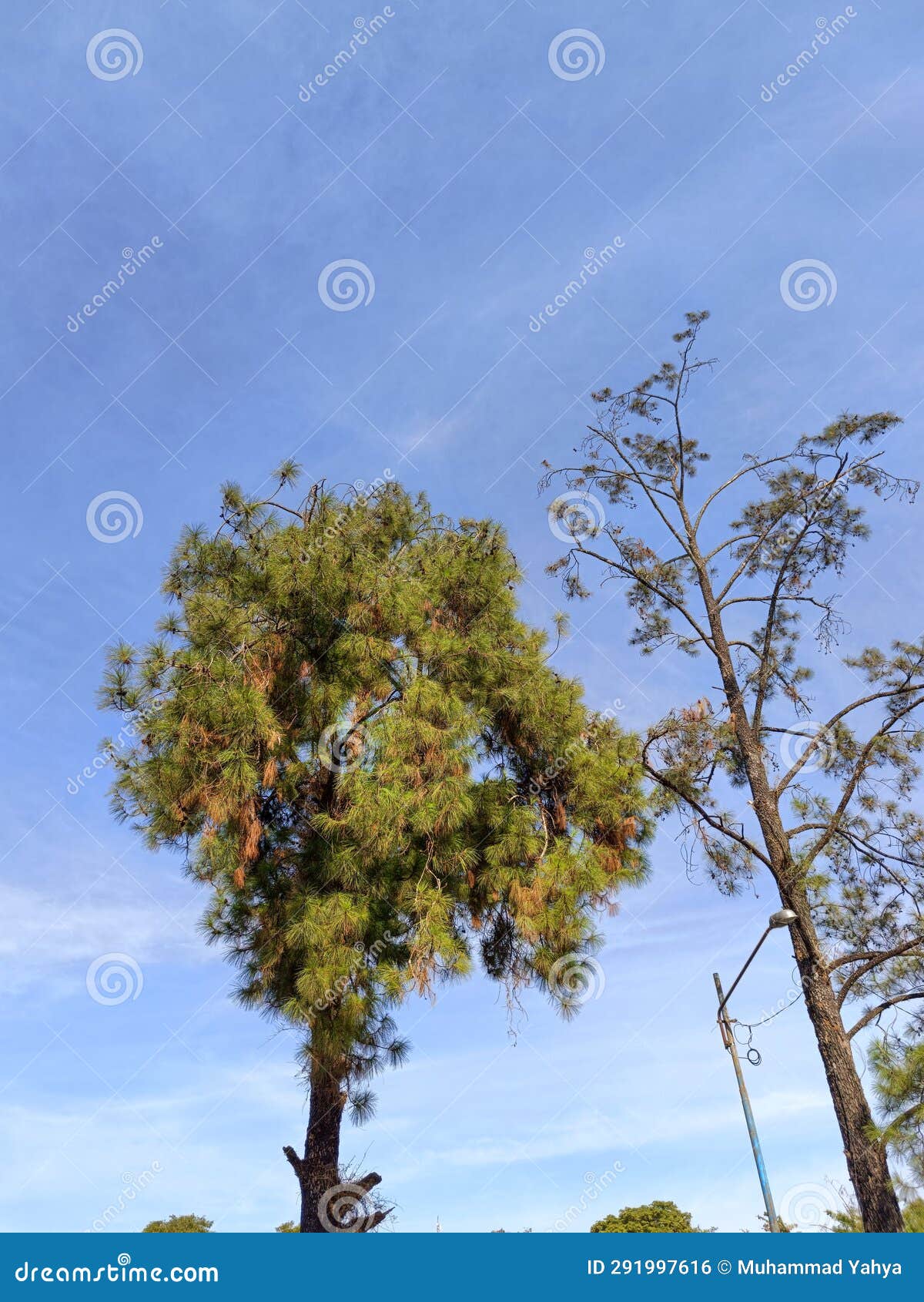 Oxygen Producing Trees in the Heart of the City Stock Photo - Image of ...