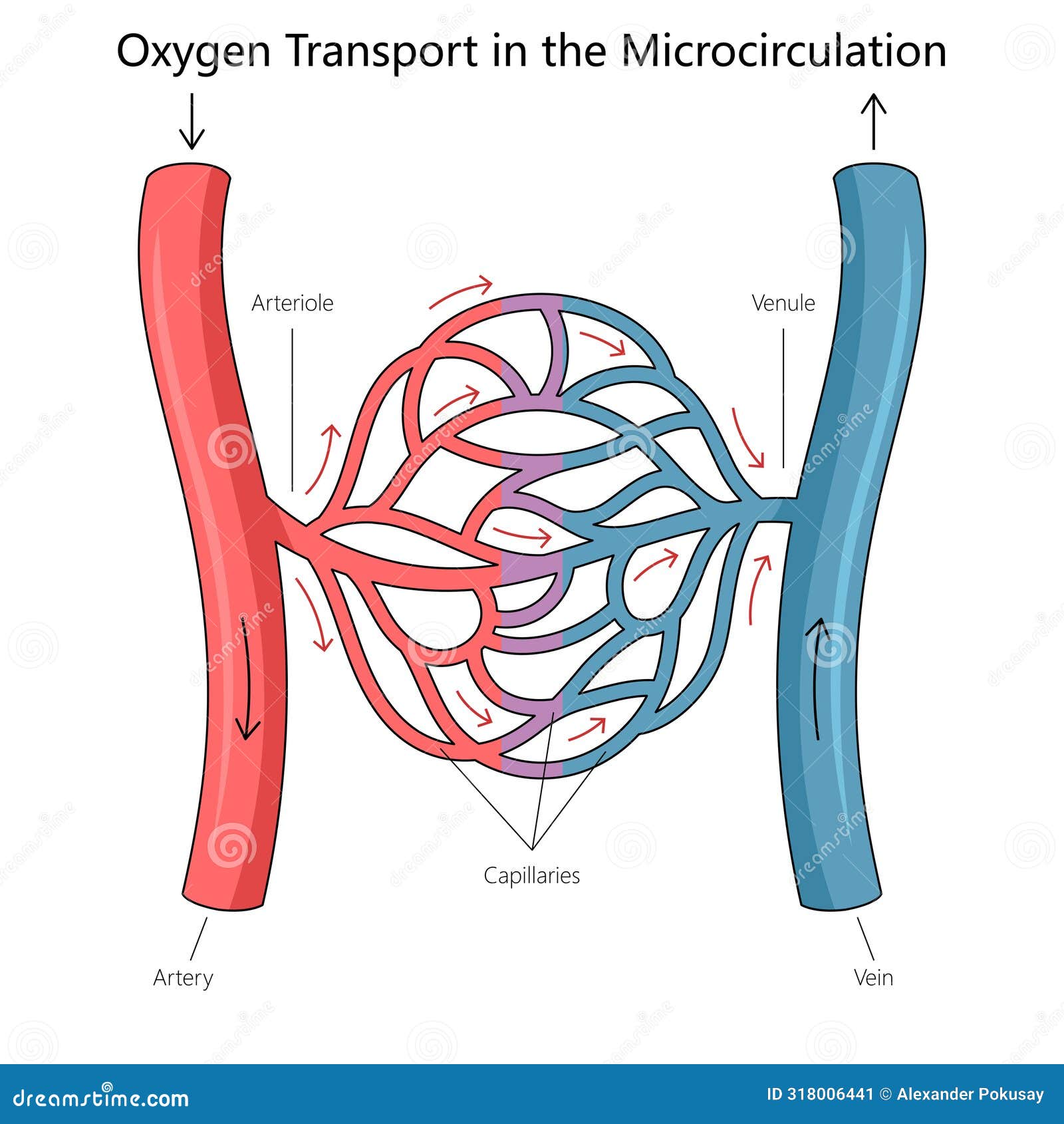 Diagram Oxygen Transport Diagram Medical Science Stock Illustration ...