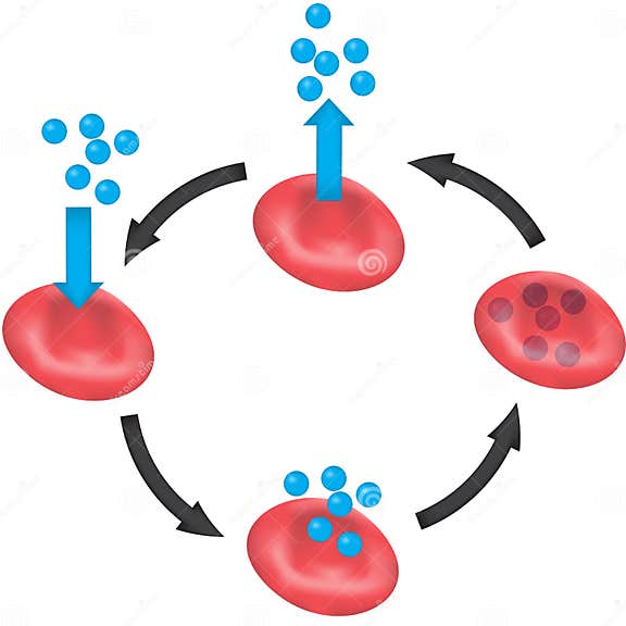 Oxygen Transport Cycle stock vector. Illustration of white - 39897599