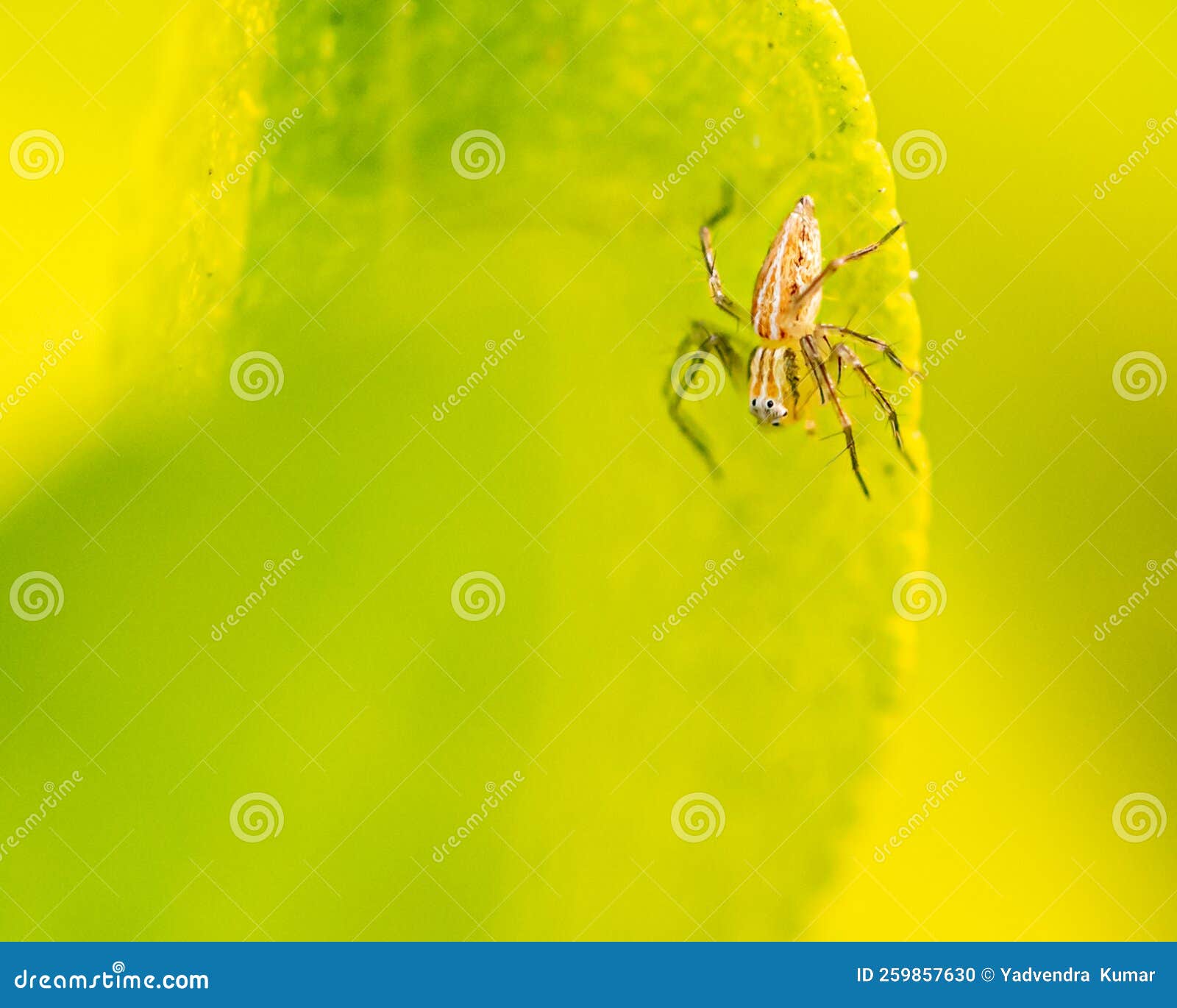 A Oxyopes Javanus Spider Resting Stock Photo - Image of fear, insect ...