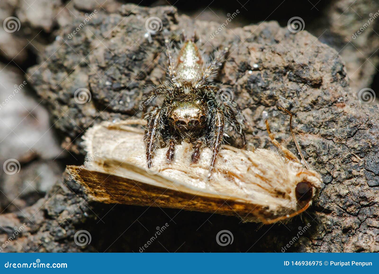 Oxyopes Javanus Throll on the Leaves Stock Image - Image of color ...
