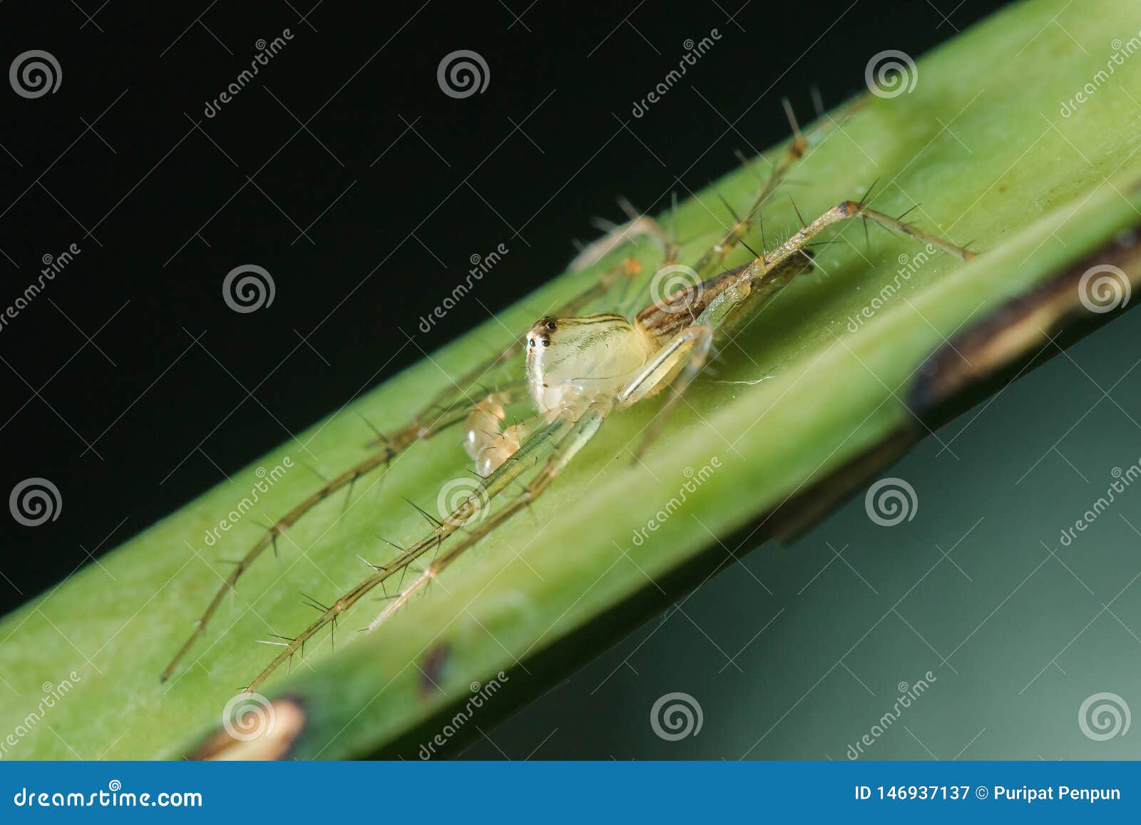 Oxyopes Javanus Throll on the Leaves Stock Image - Image of brown ...