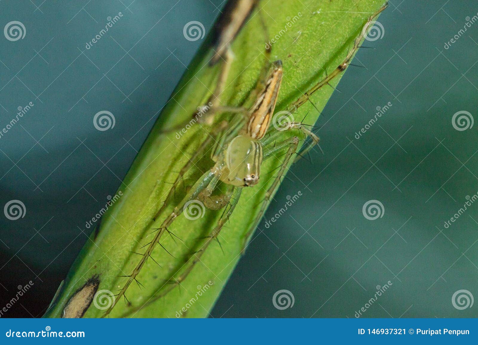 Oxyopes Javanus Throll on the Leaves Stock Image - Image of fauna ...
