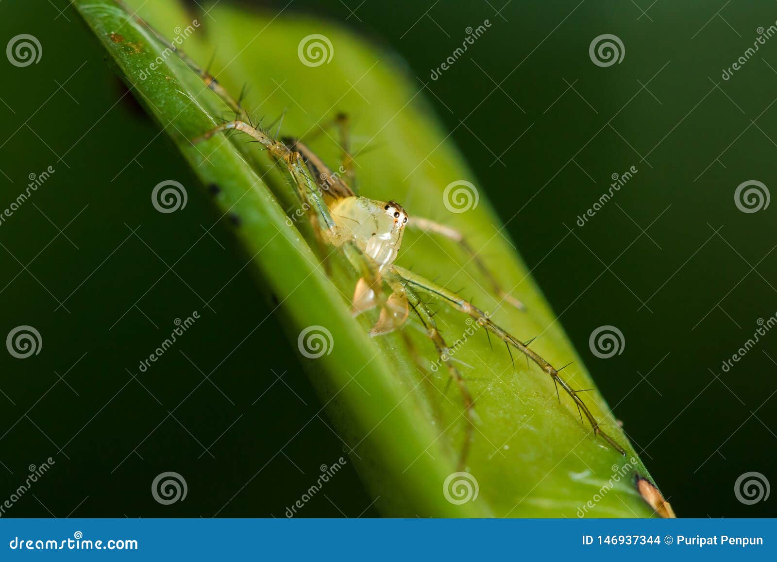 Oxyopes Javanus Throll on the Leaves Stock Photo - Image of color ...