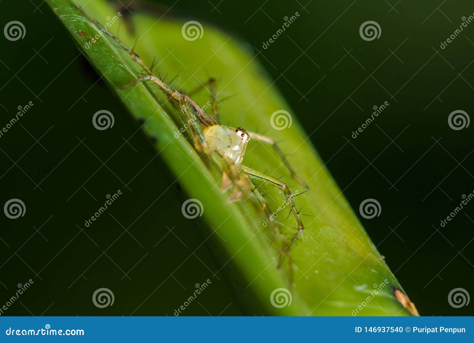 Oxyopes Javanus Throll on the Leaves Stock Photo - Image of leaves ...