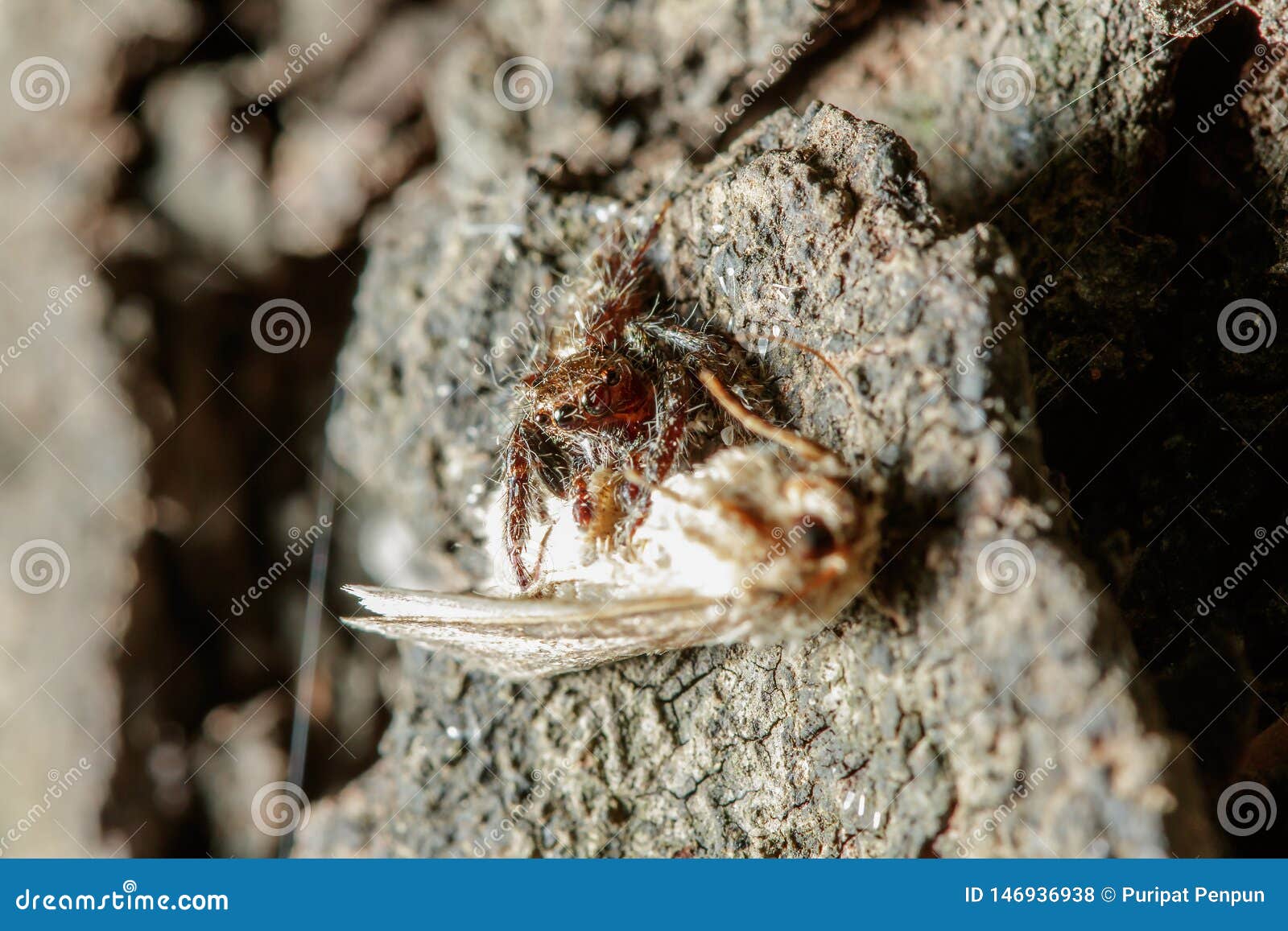 Oxyopes Javanus Throll on the Leaves Stock Photo - Image of black ...