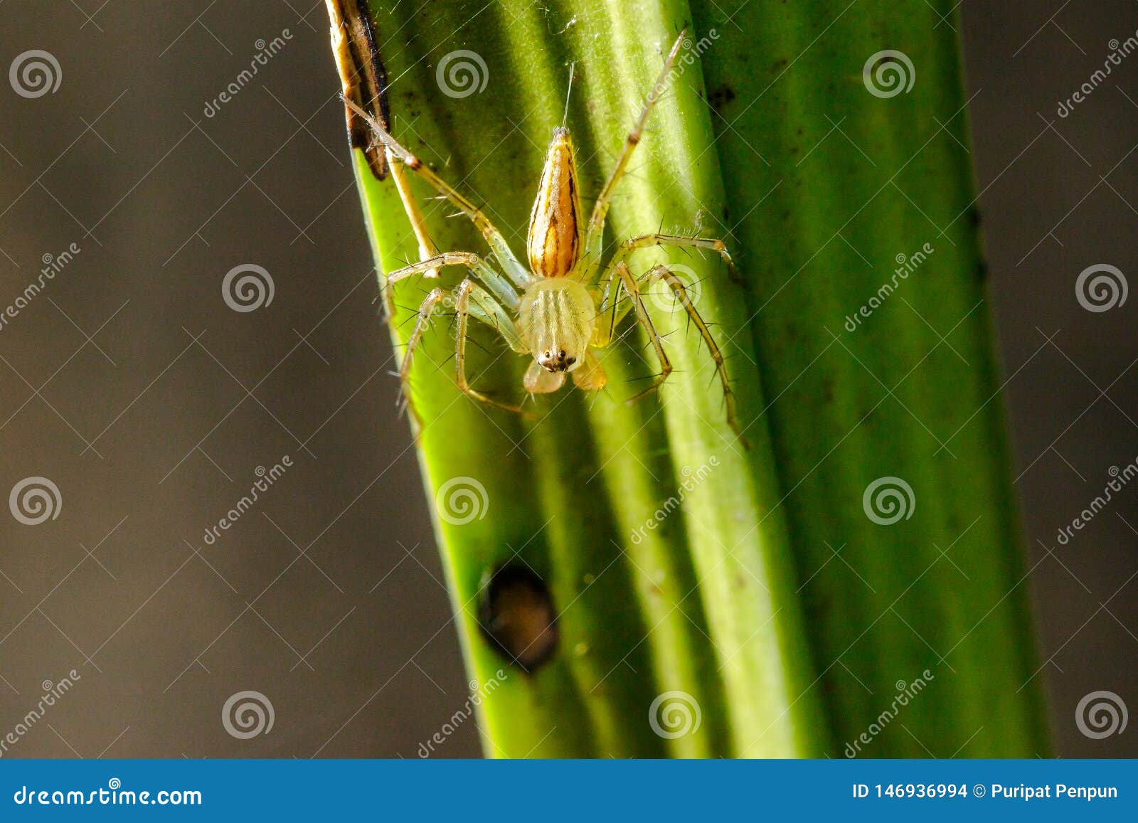 Oxyopes Javanus Throll on the Leaves Stock Photo - Image of lynx ...