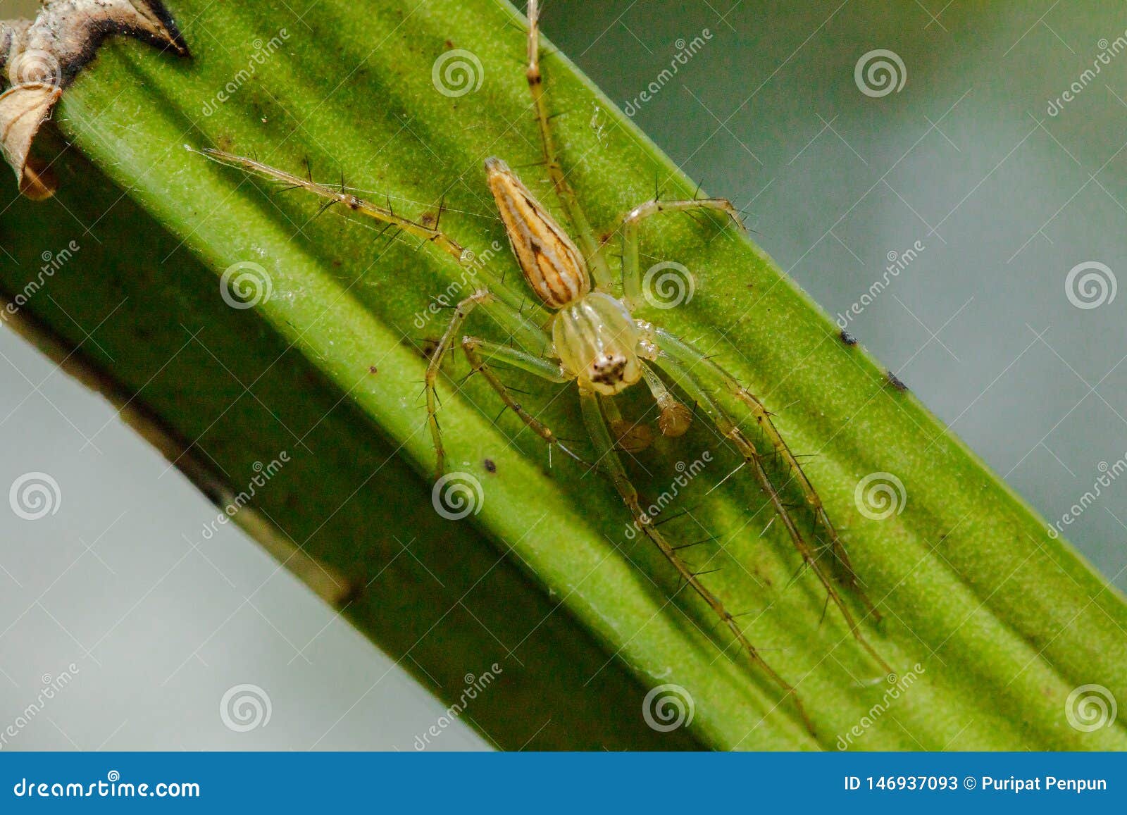 Oxyopes Javanus Throll on the Leaves Stock Image - Image of arthropod ...