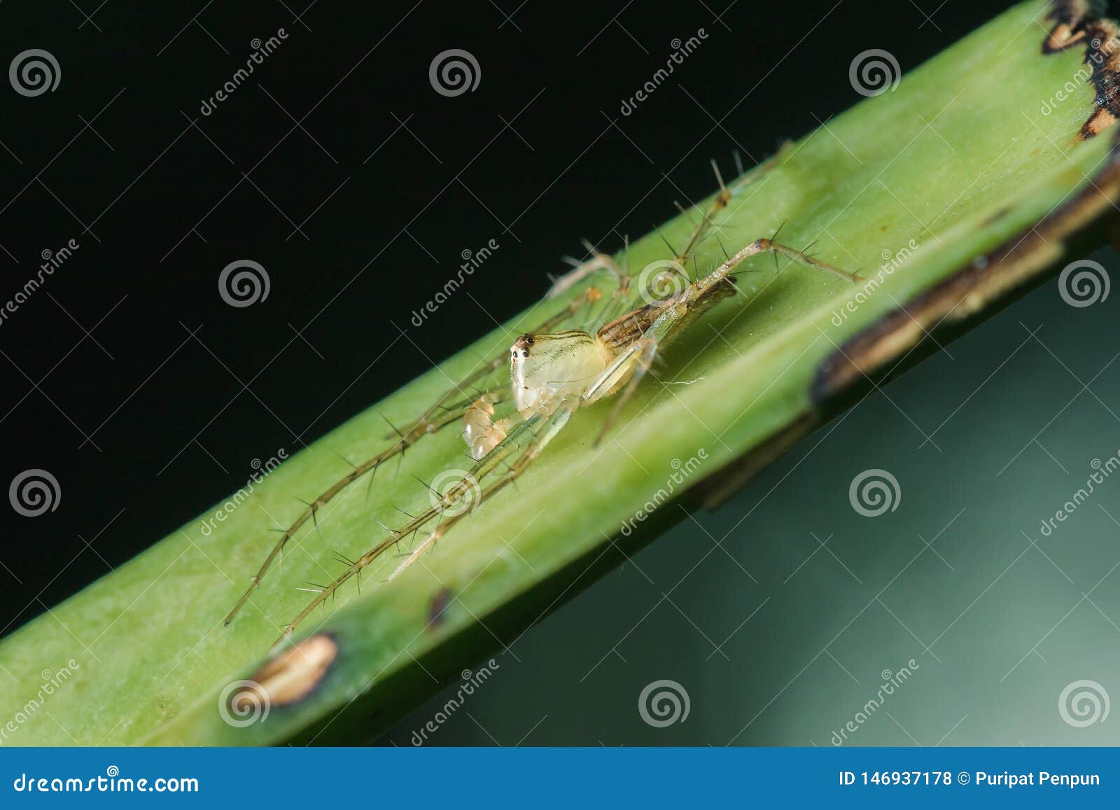 Oxyopes Javanus Throll on the Leaves Stock Photo - Image of green ...