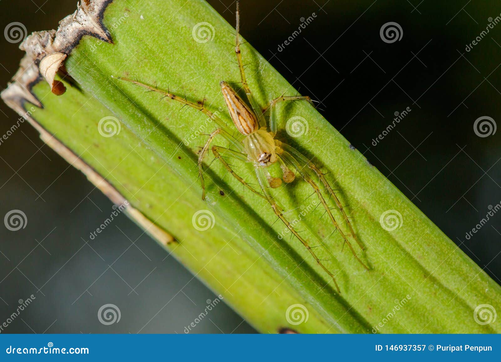 Oxyopes Javanus Throll on the Leaves Stock Image - Image of green ...