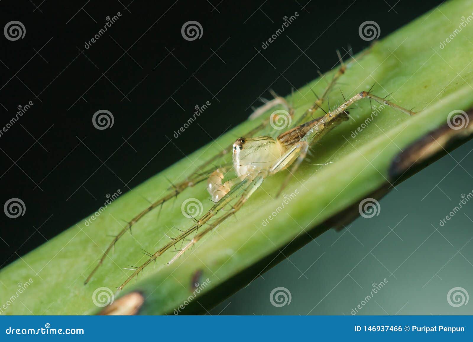 Oxyopes Javanus Throll on the Leaves Stock Photo - Image of jump ...