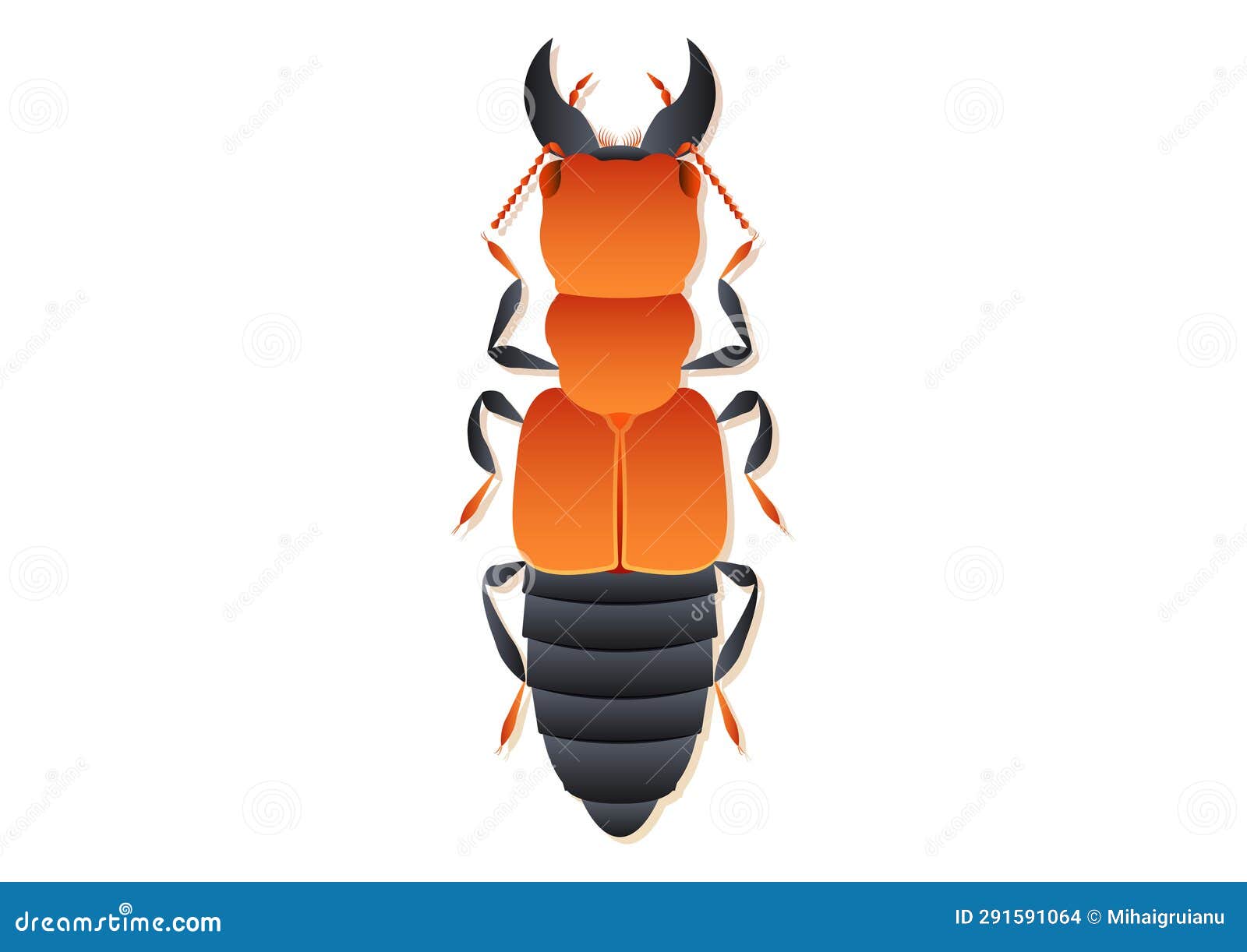 Rove Beetle Vector On White Background,isolated,illustration,for ...