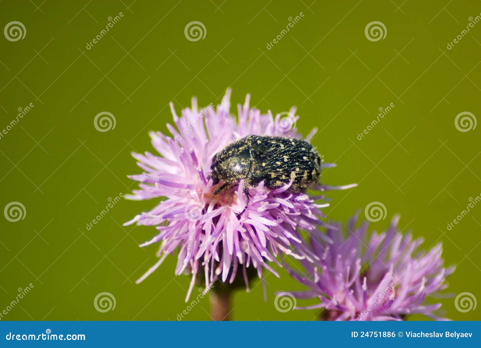 Oxythyrea funesta stock photo. Image of insect, entomology - 24751886