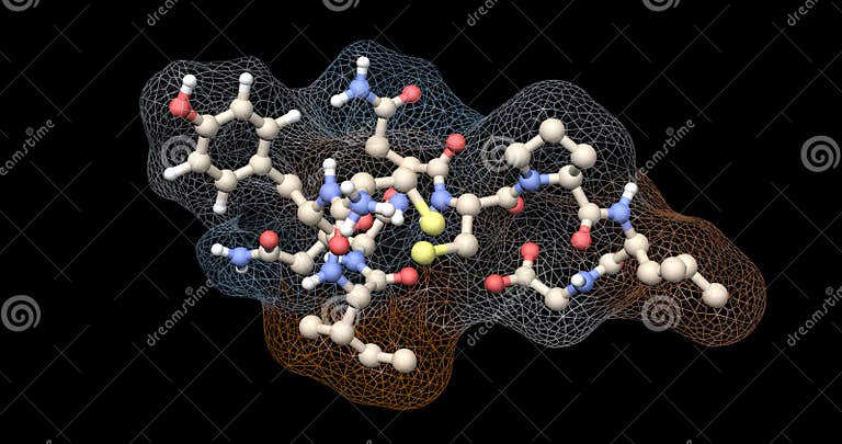Oxytocin Molecule, Wireframe Surface and Ball and Stick View. 3d ...