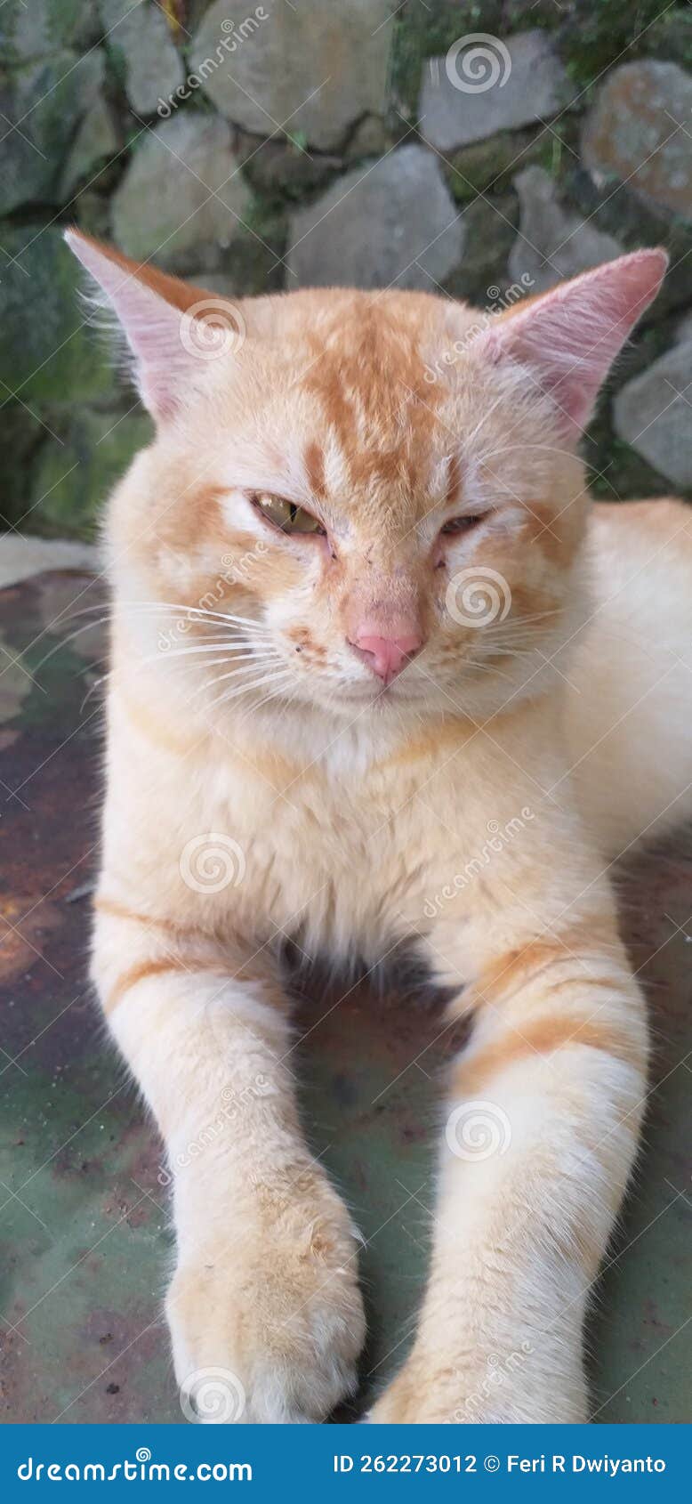 Oyen Cat Stock Photos - Free & Royalty-Free Stock Photos from Dreamstime