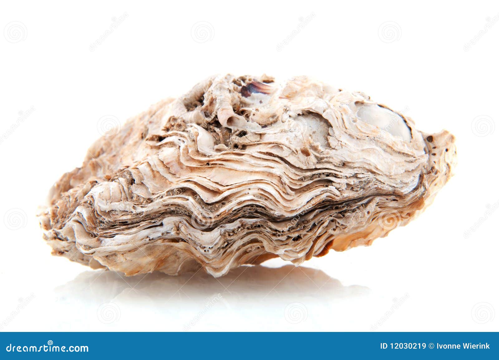 396 Oyster Body Stock Photos - Free & Royalty-Free Stock Photos from ...