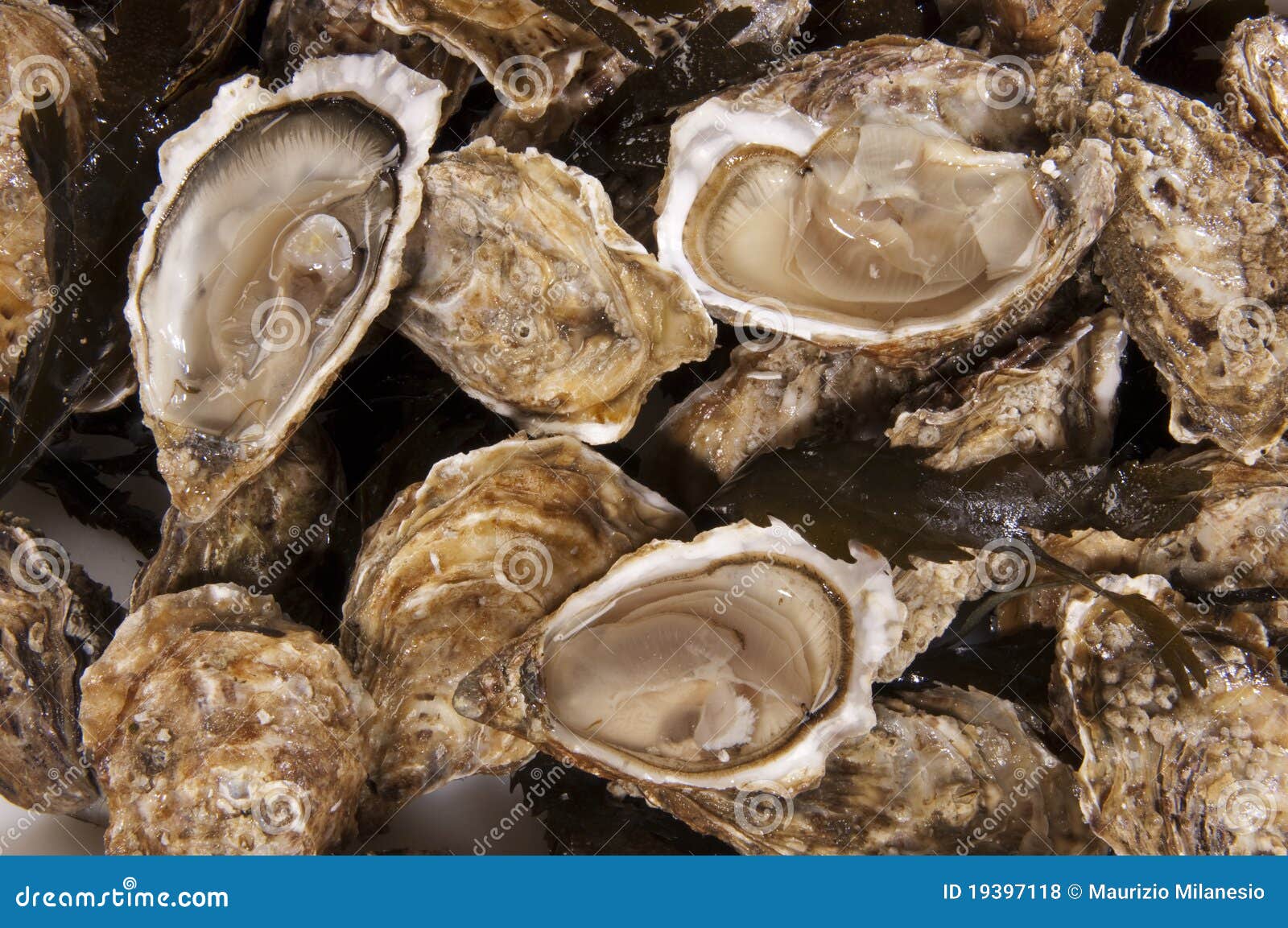 Oyster stock photo. Image of close, market, cuisine, fruits - 19397118