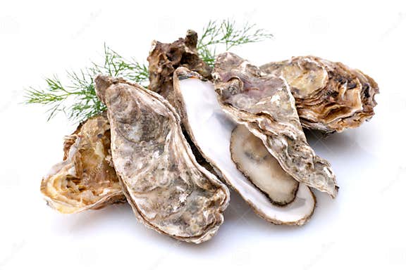 Oyster stock photo. Image of luxury, isolated, fish, oyster - 23738730