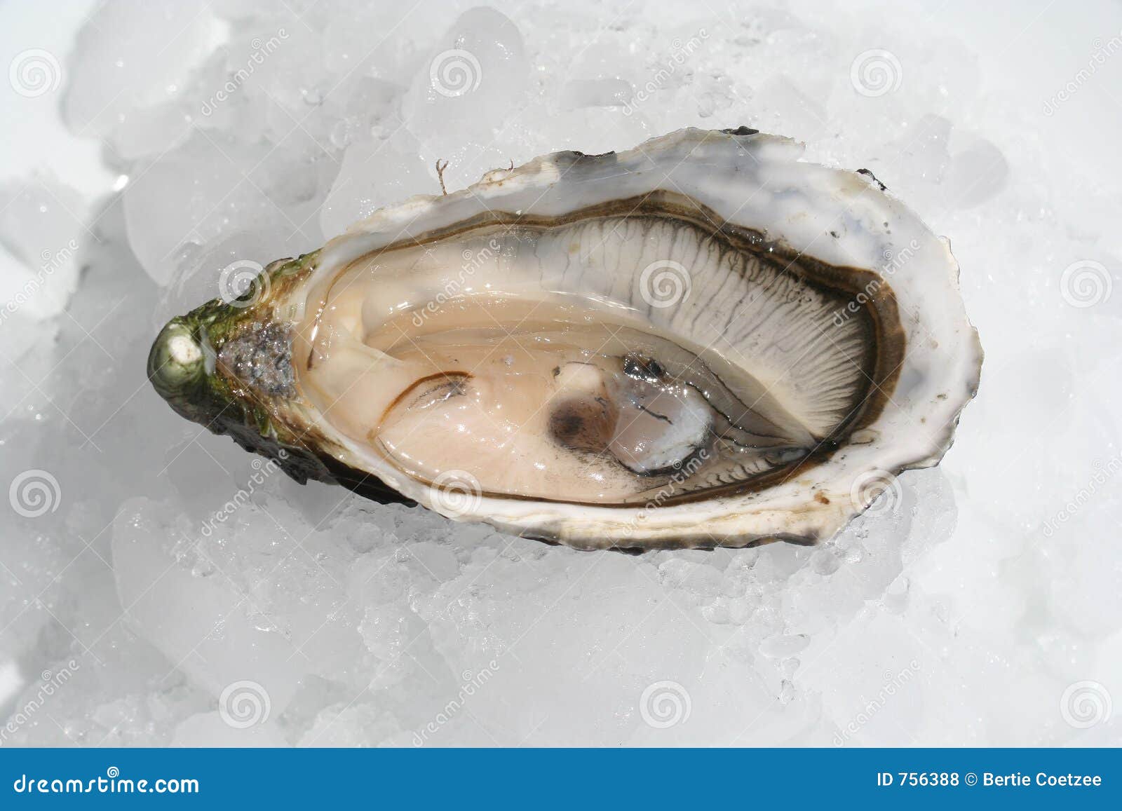 Oyster stock photo. Image of fresh, seafood, molluscs, natural - 756388