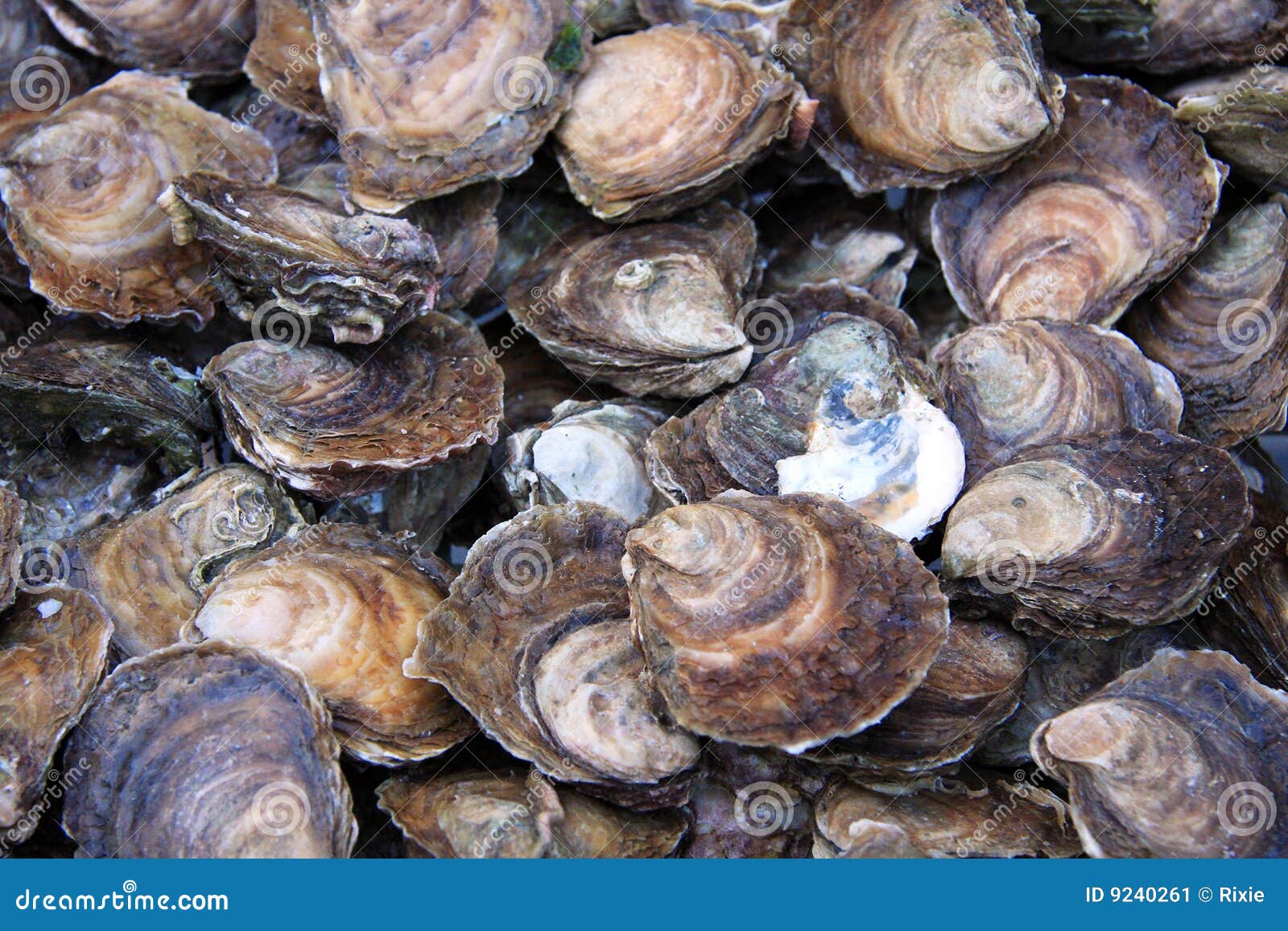 Oyster background stock image. Image of costly, delicious - 9240261