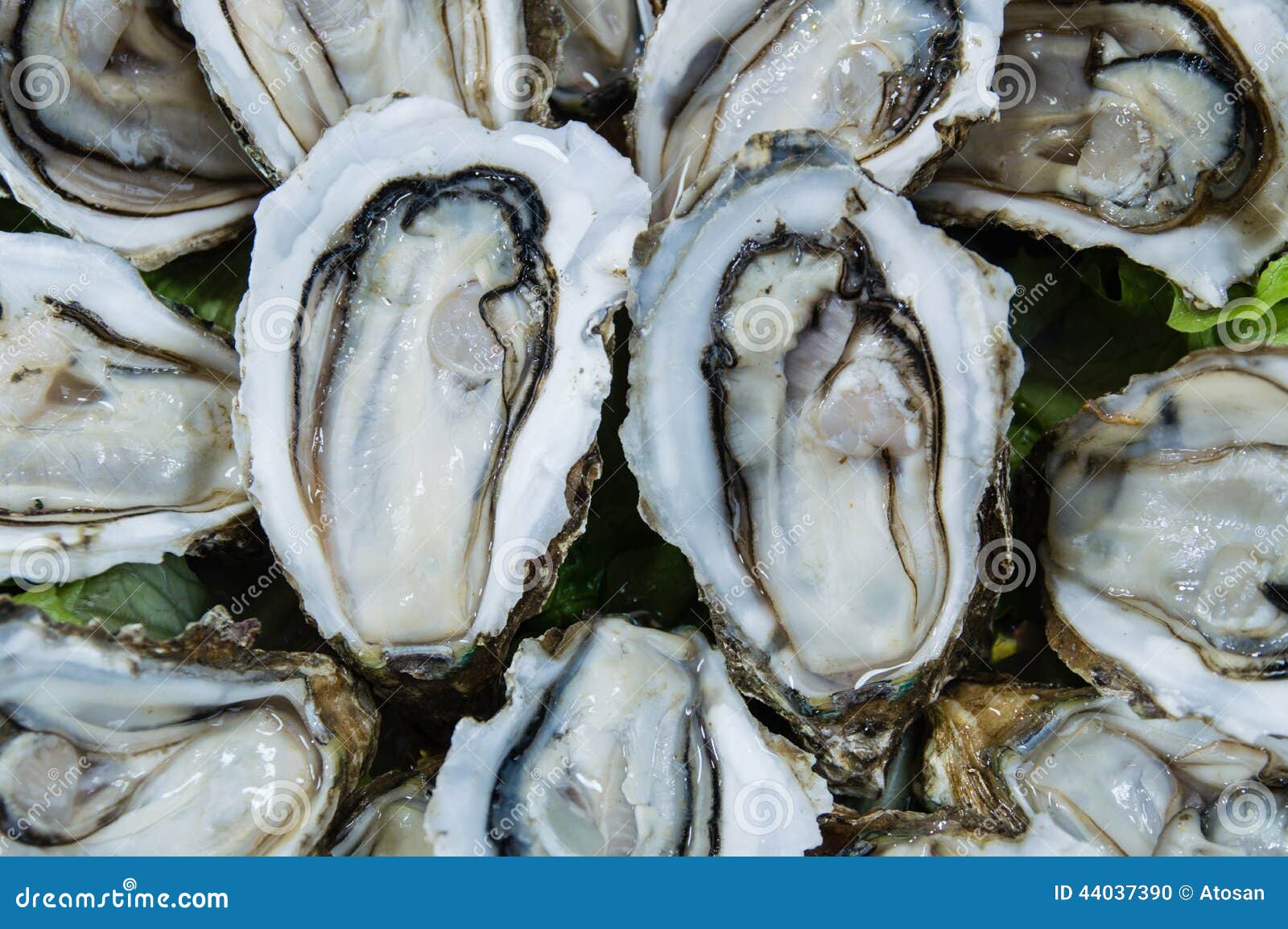 Oyster Background stock photo. Image of canape, objects - 44037390