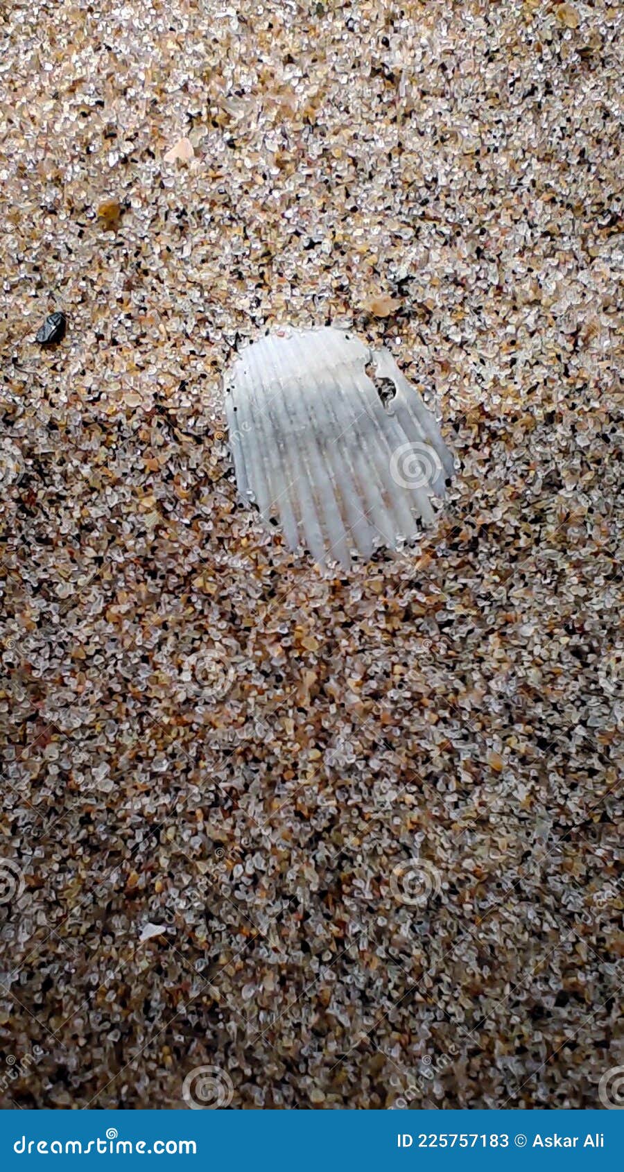 Oyster on the Beach stock image. Image of macro, sand - 225757183