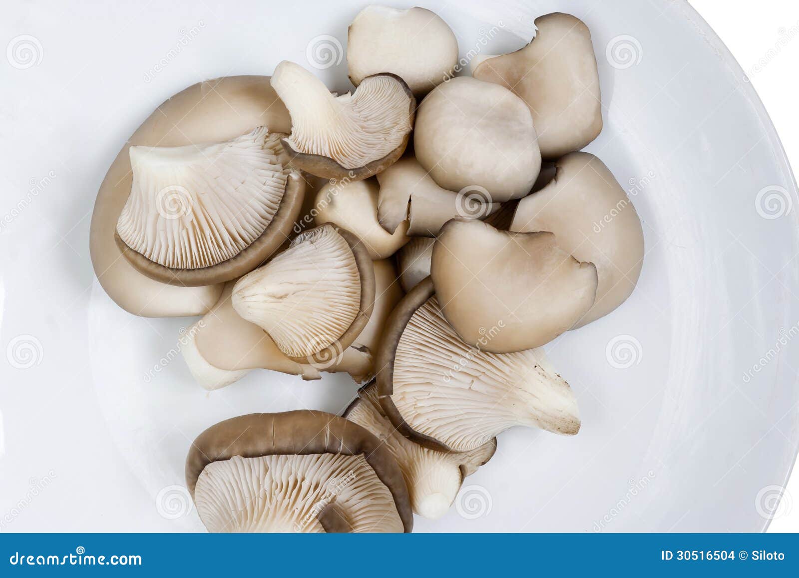 Oyster cap mushroom stock photo. Image of decay, sapid - 30516504
