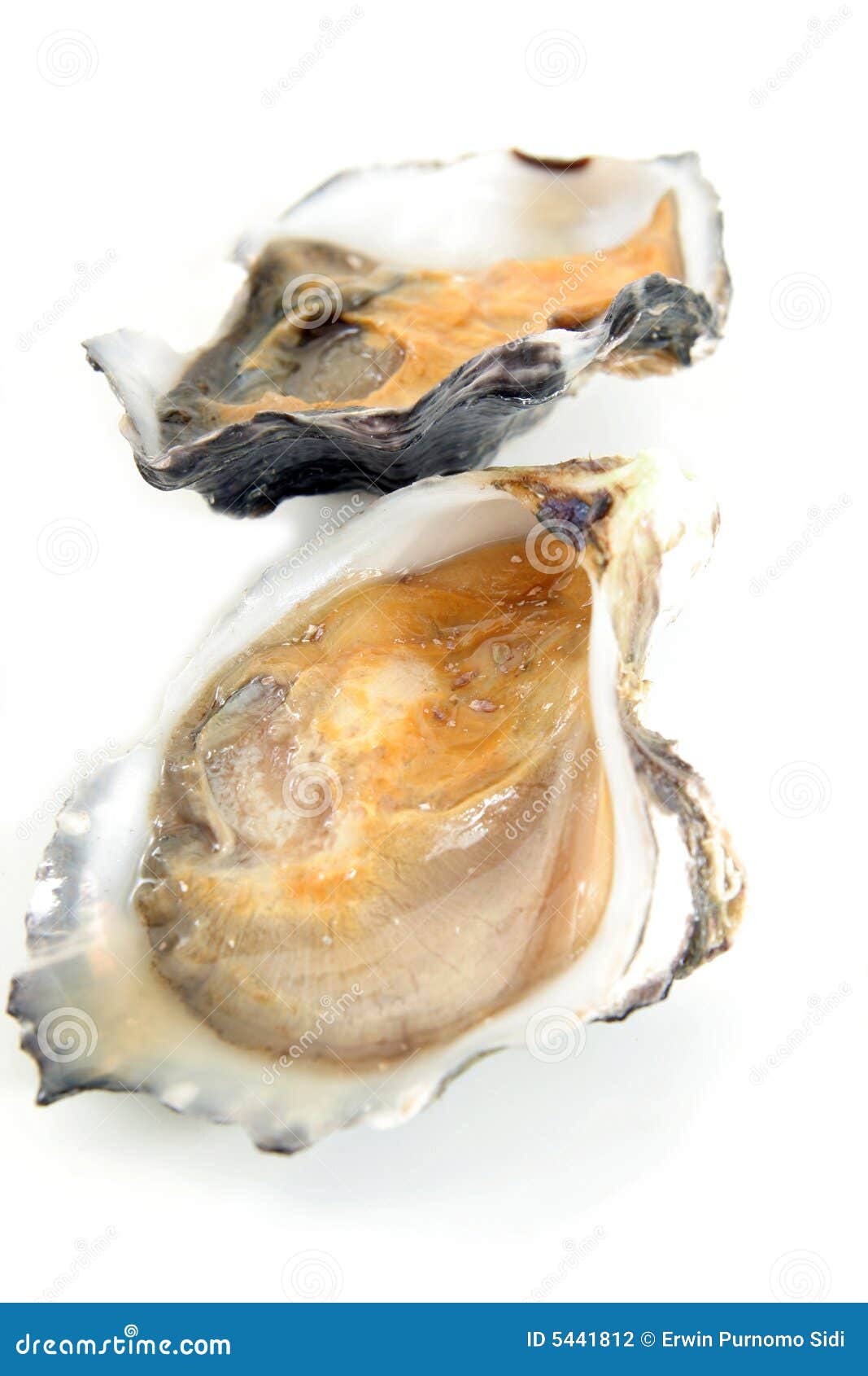 Oyster, or mussel stock photo. Image of mussel, abalone - 5441812