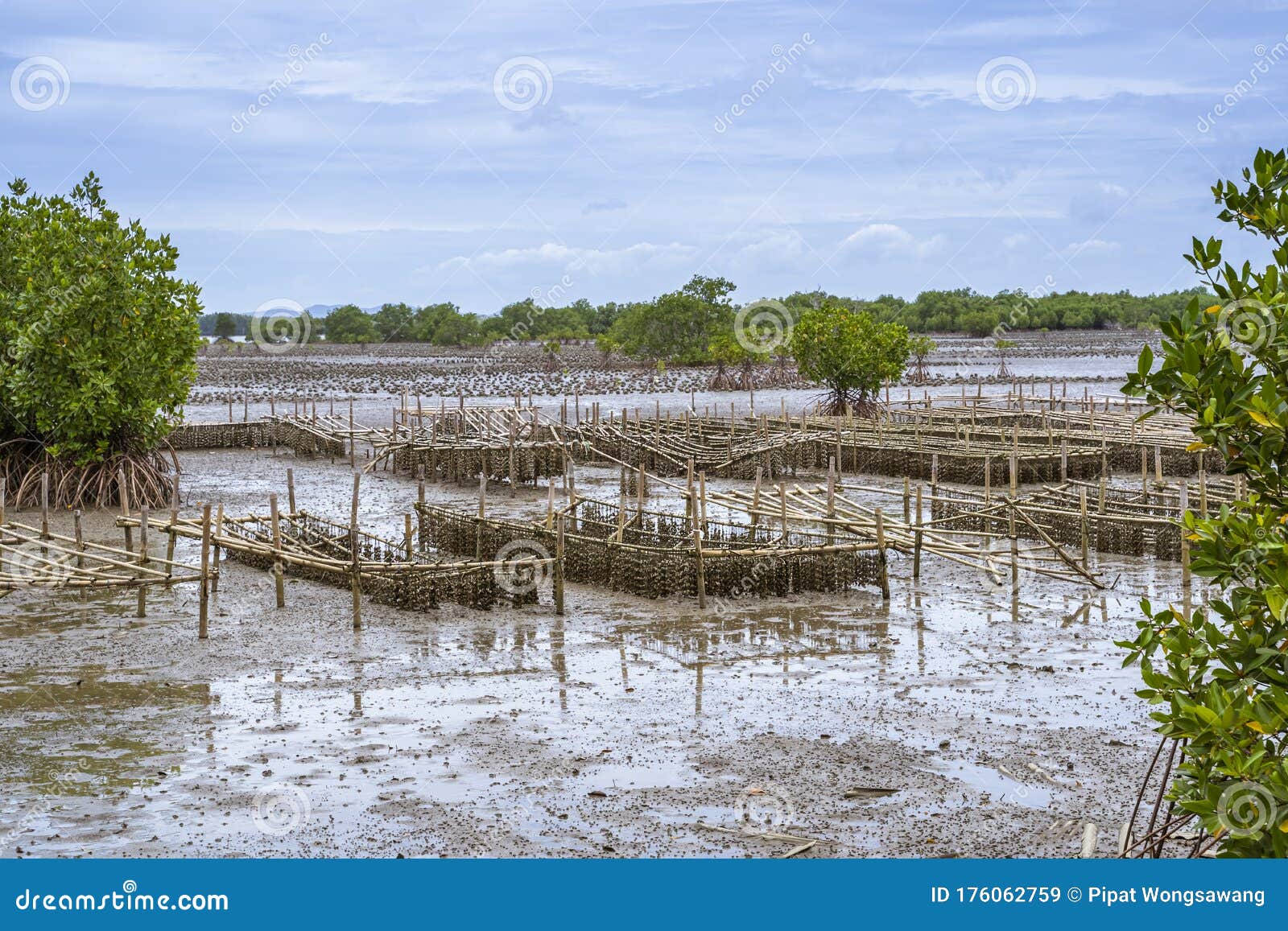 Oyster Farm in the Mangrove Area at Low Tide Stock Image - Image of ...