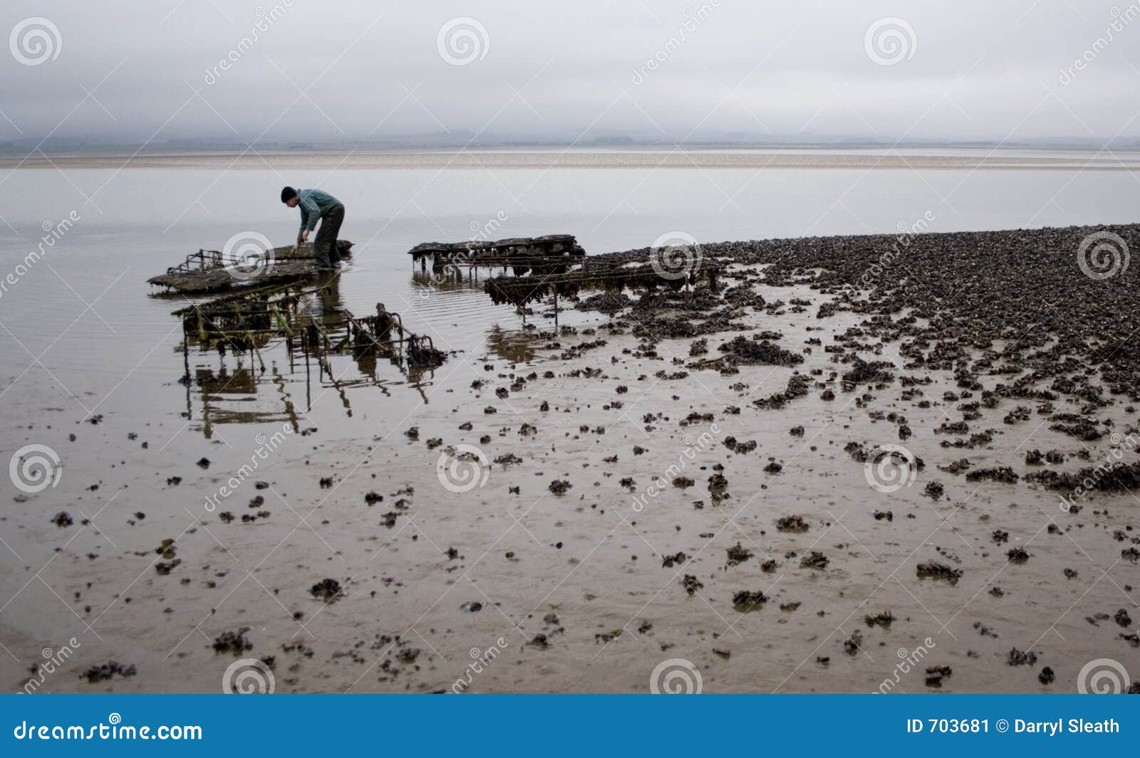 Oyster Farming in Northumbria, UK. Stock Image - Image of exotic ...