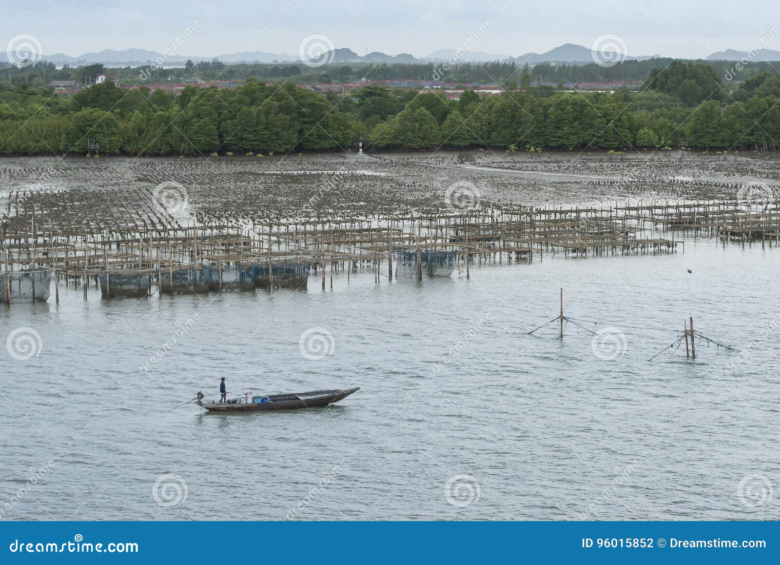 Oyster farming stock photo. Image of boat, oyster, farm - 96015852