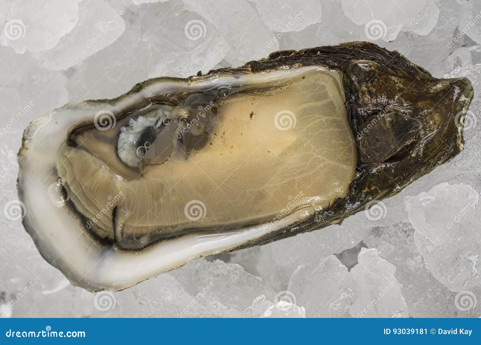 Oyster on Half Shell stock image. Image of chicoteague - 93039181
