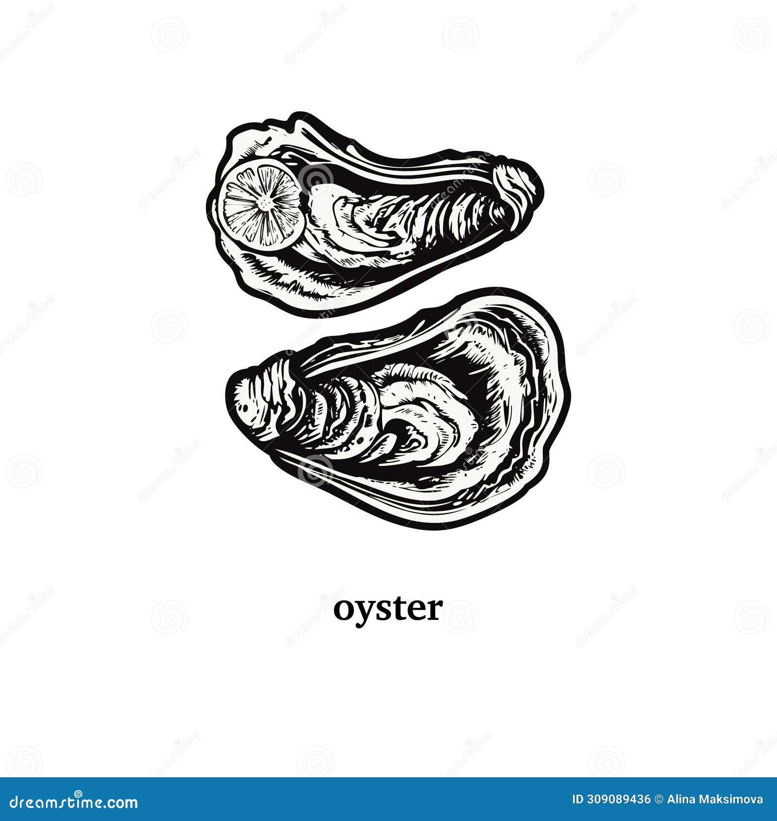 Oyster Ink Drawing Vector Illustration | CartoonDealer.com #107619068