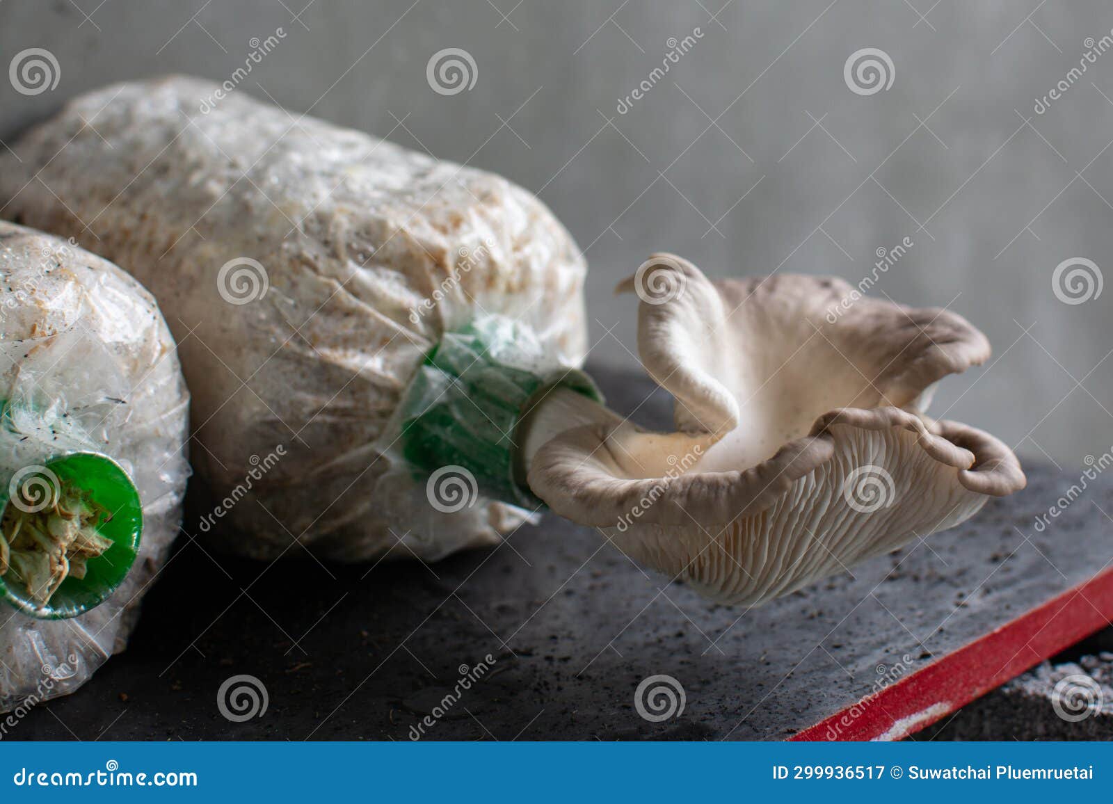 Oyster Mushroom in Mushroom Cultivation Farm Stock Image - Image of ...