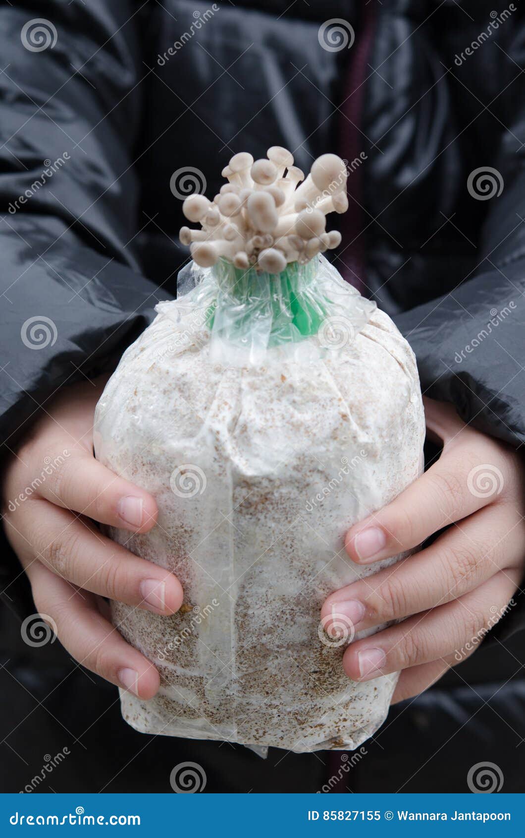 The oyster mushroom farm stock image. Image of nature - 85827155