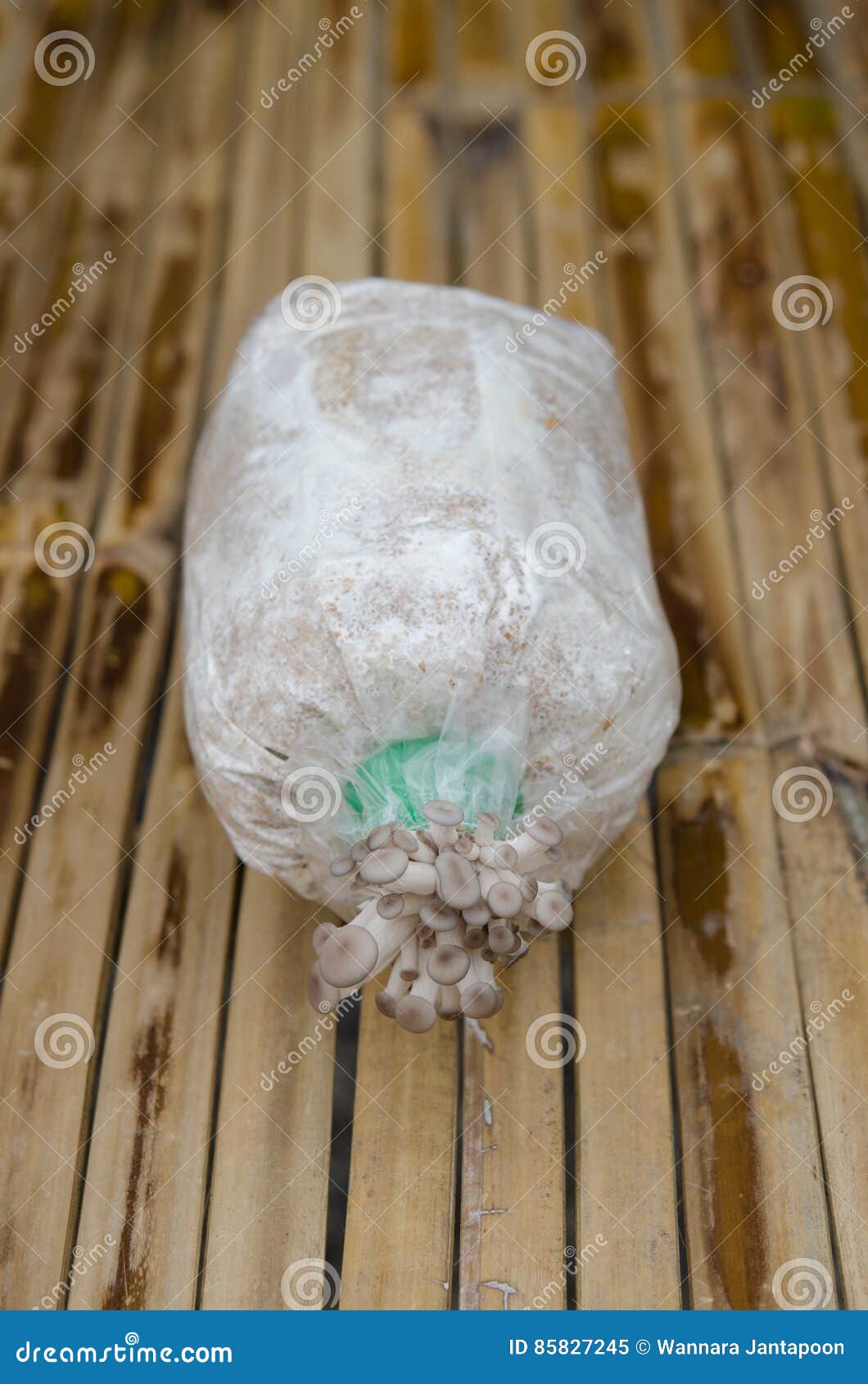 The oyster mushroom farm stock image. Image of mushrooms - 85827245