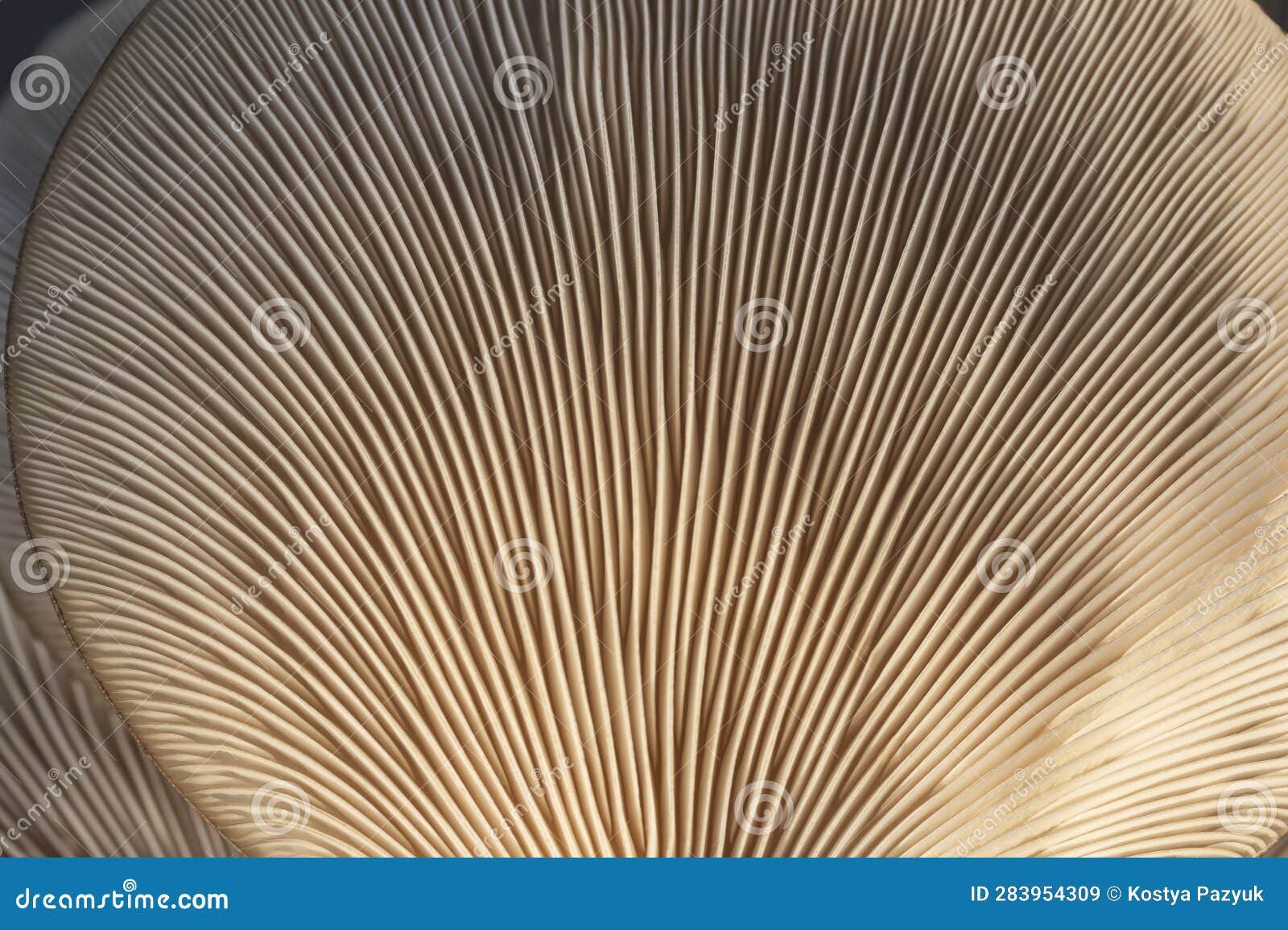 Oyster Mushroom Texture of Mushroom Plates, Close-up Stock Image ...