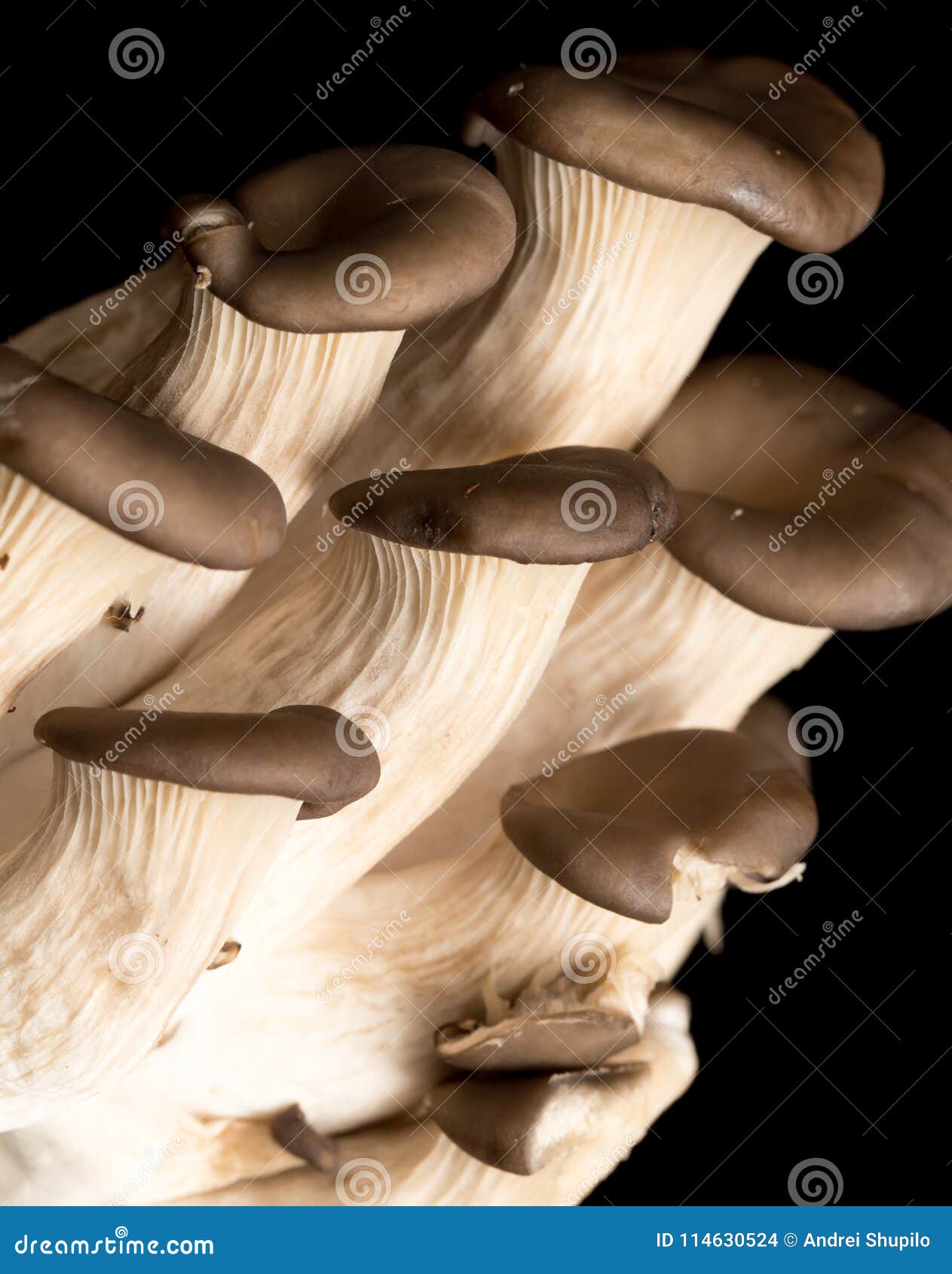 Oyster Mushrooms on a Black Background Stock Photo - Image of brown ...