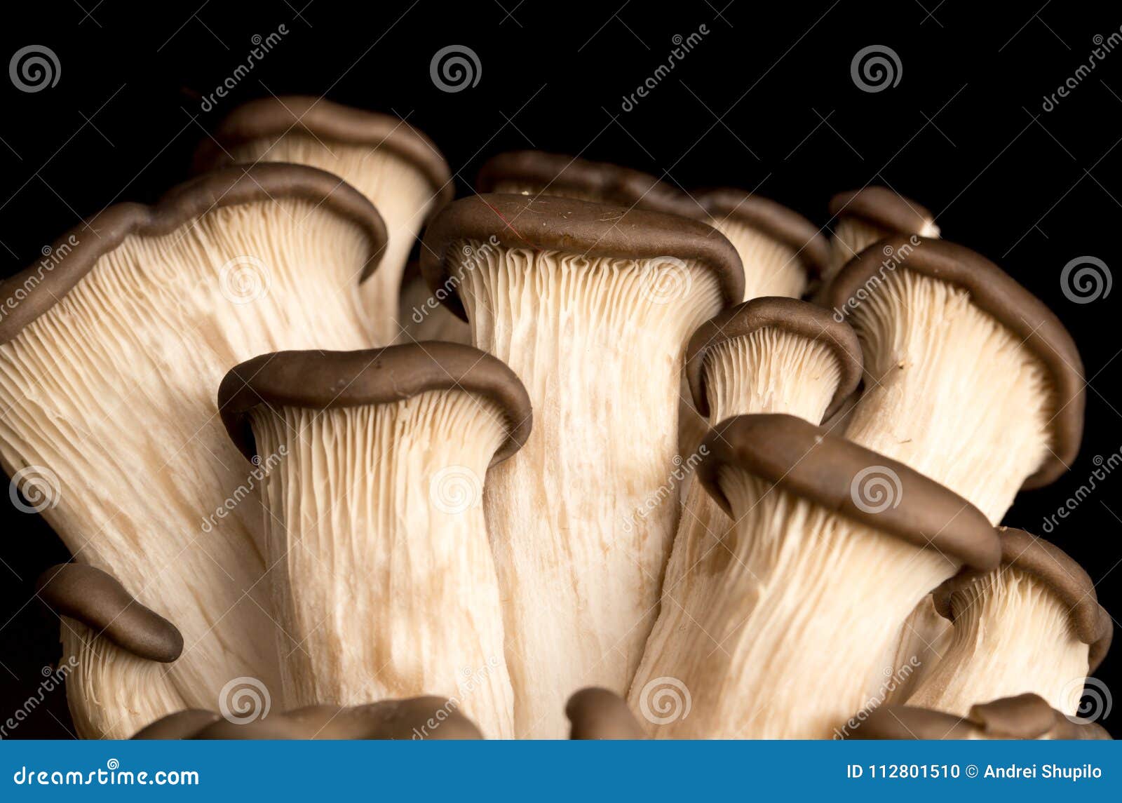 Oyster Mushrooms Isolated on a Black Background Stock Photo - Image of ...