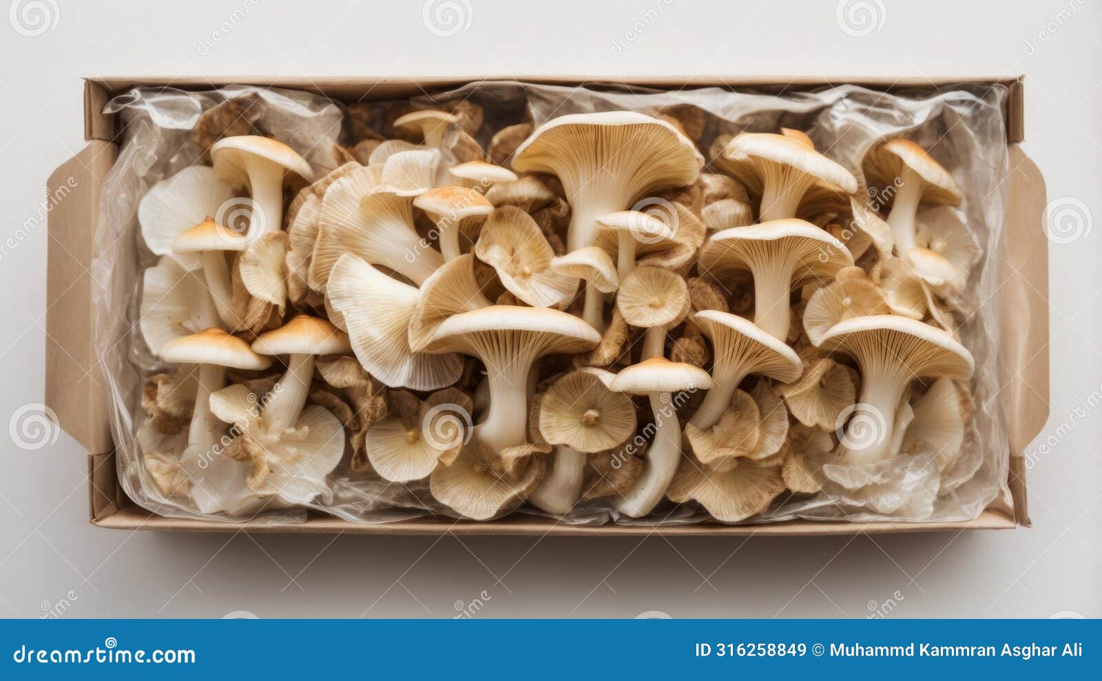 Oyster Mushrooms in Packaging on a White Background, Isolated the View ...