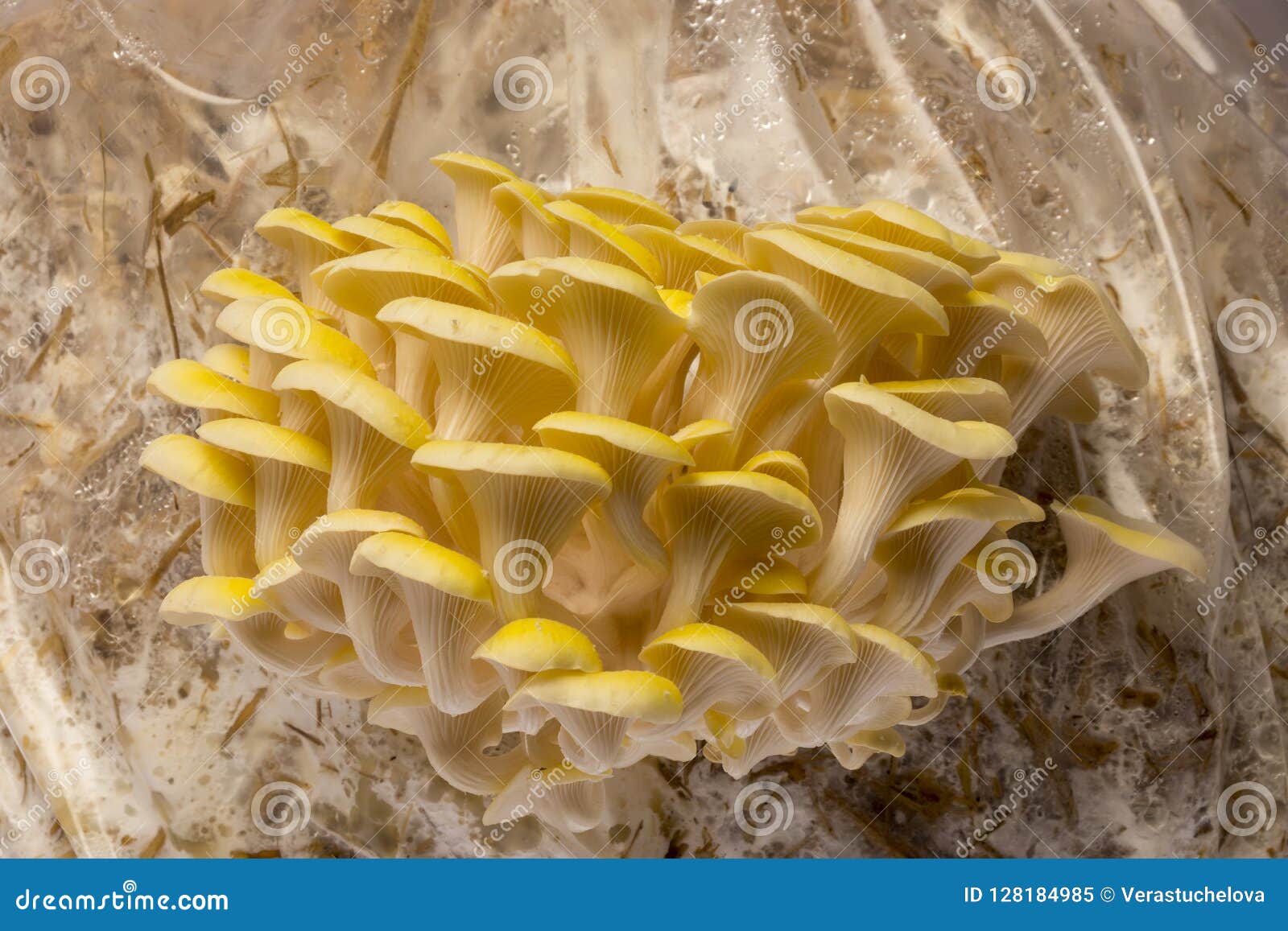 Oyster Mushrooms - Pleurotus Cornucopiae Stock Image - Image of bright ...