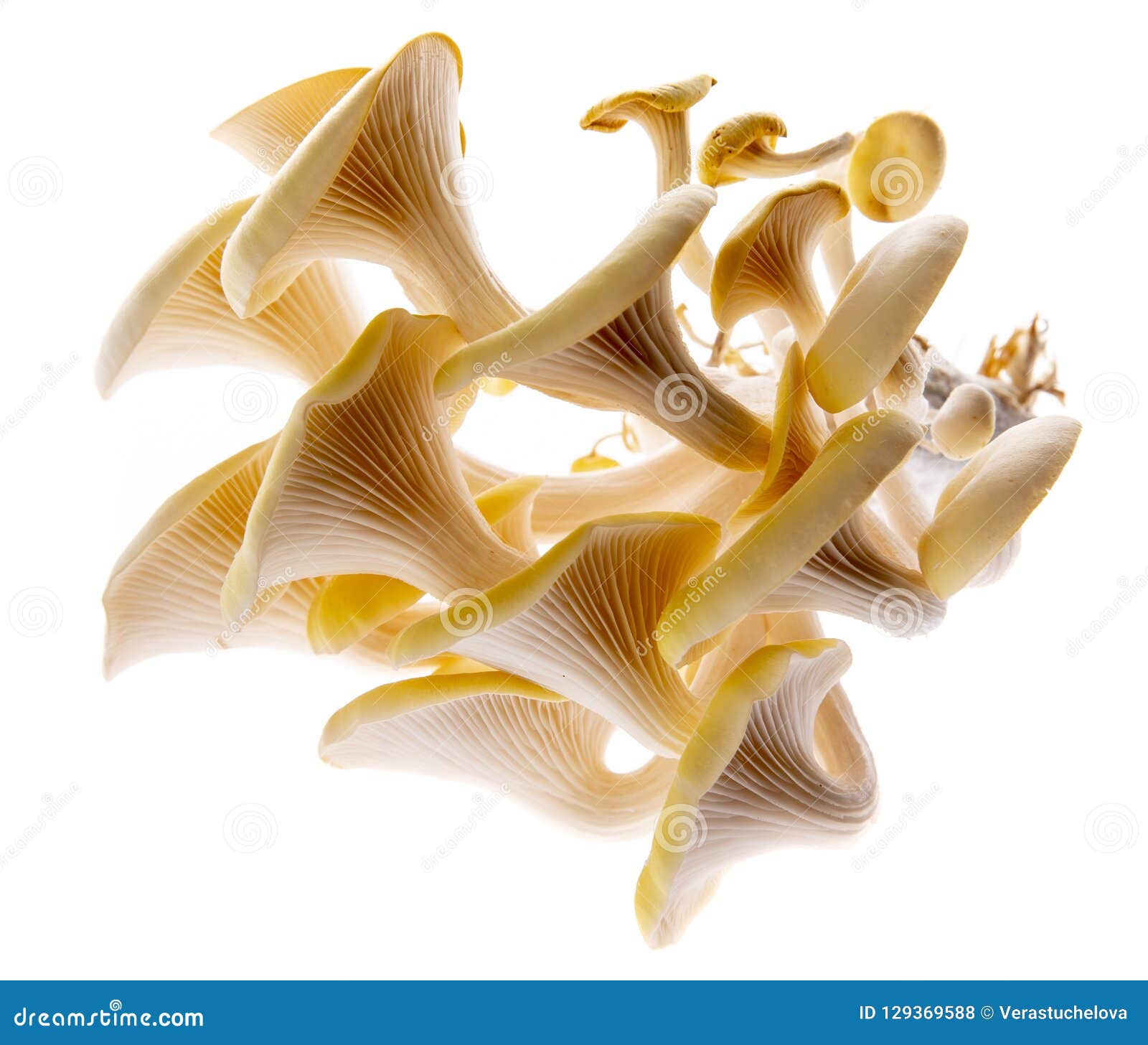 Oyster Mushrooms - Pleurotus Cornucopiae Stock Photo - Image of ...