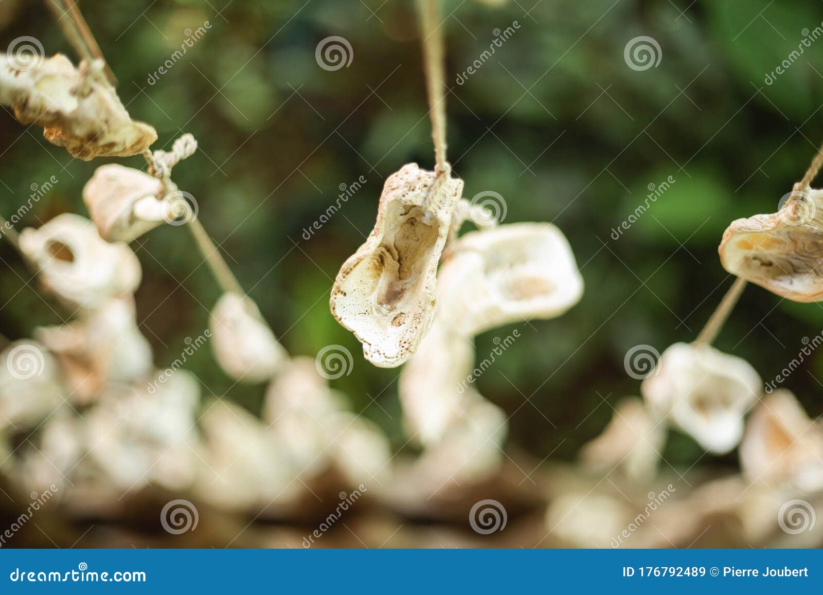Oyster Sea Shell Hanging from a Rope Stock Image - Image of shell ...