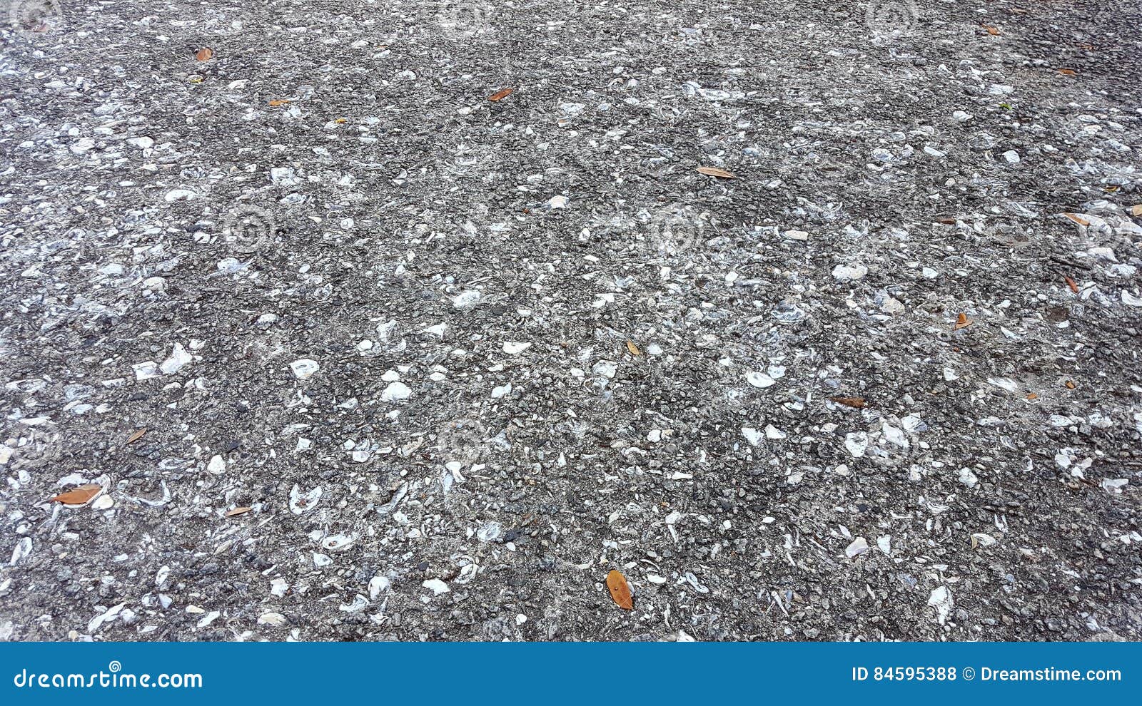 Oyster and Seashell Sidewalk Stock Photo - Image of ground, embedded ...